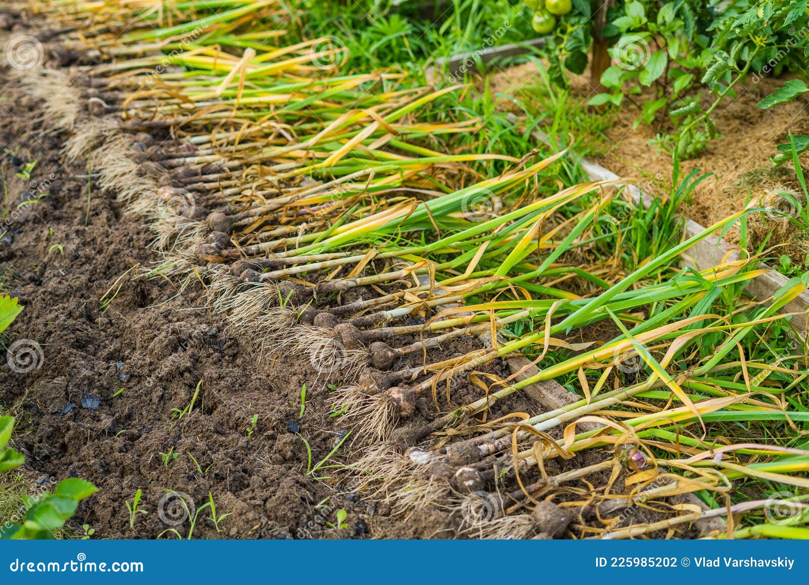 Fresh Garlic is Dried in the Garden after Being Pulled from the Soil ...