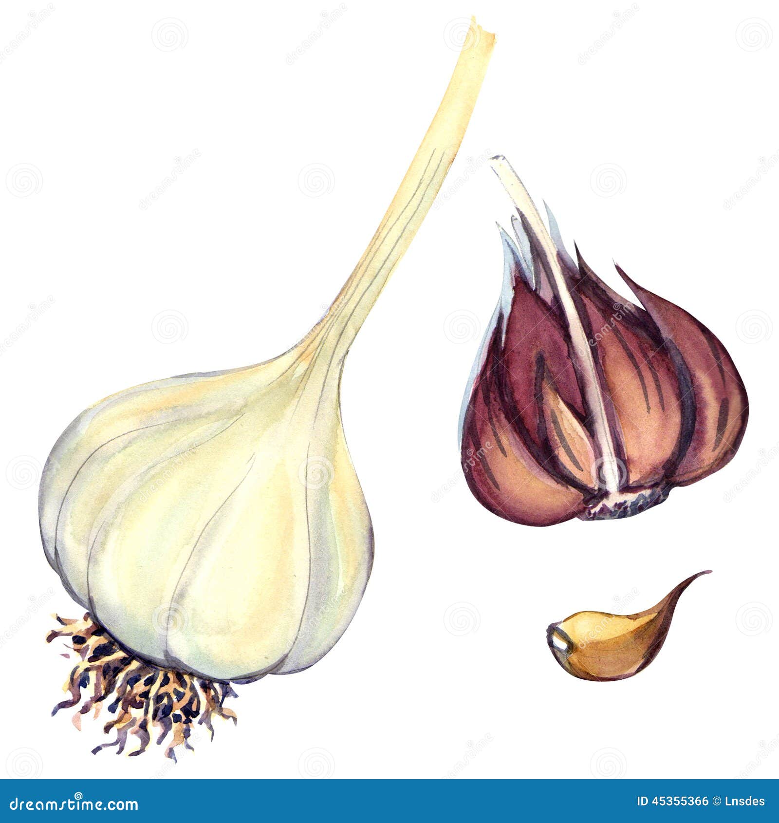 Fresh Garlic Heads And Garlic Cloves Ingredient For Cooking Isolated ...