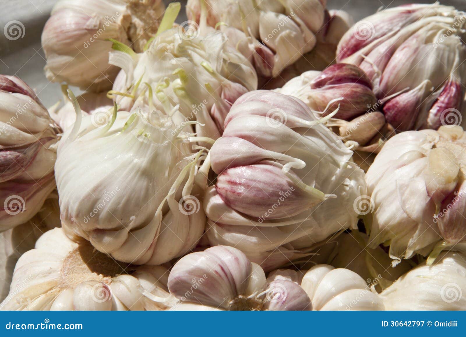 Fresh garlic stock image. Image of clear, cancer, background - 30642797
