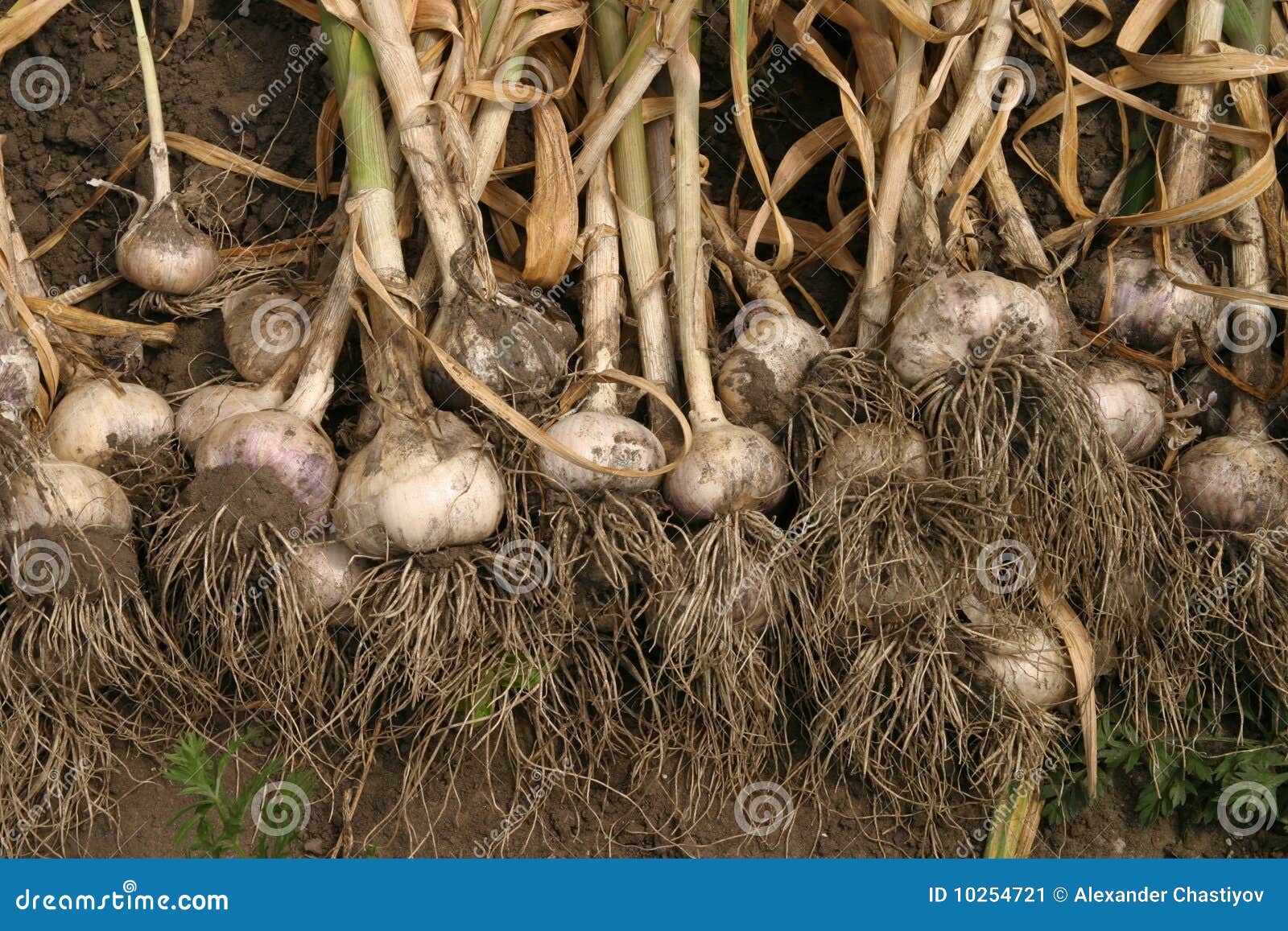 Fresh garlic with roots stock image. Image of fresh, roots - 10254721