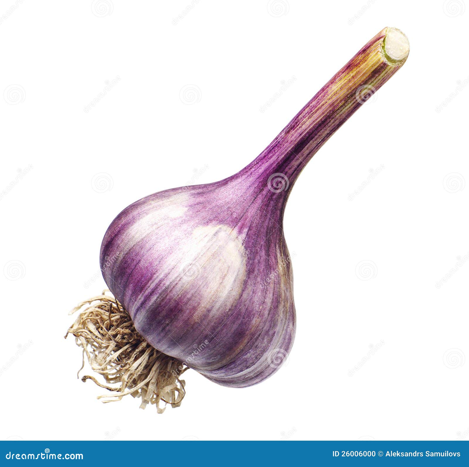 Fresh garlic with roots stock photo. Image of bulb, eating - 26006000