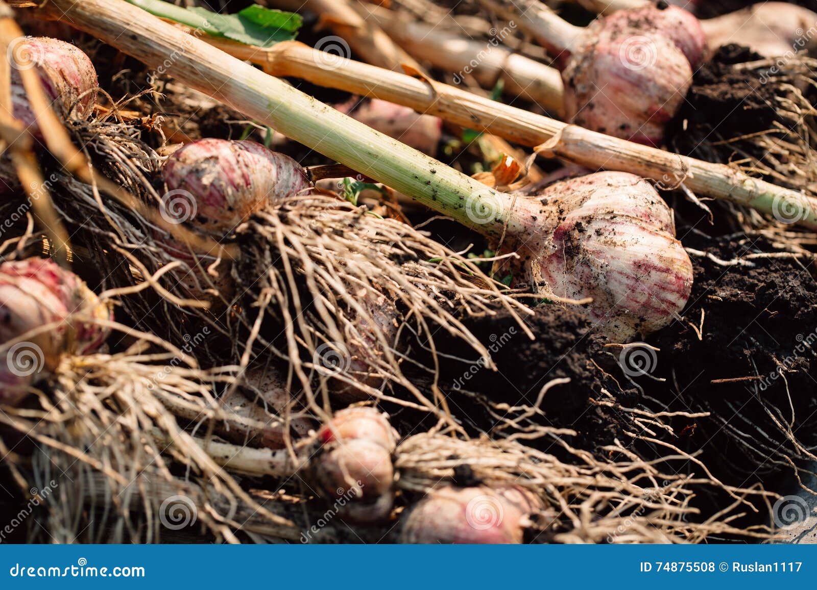 Fresh Garlic with Roots from the Garden Background Stock Photo - Image ...