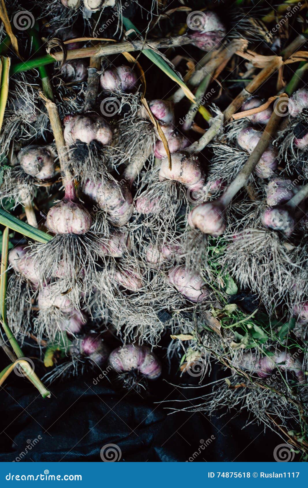 Fresh Garlic with Roots from the Garden Background Stock Photo - Image ...