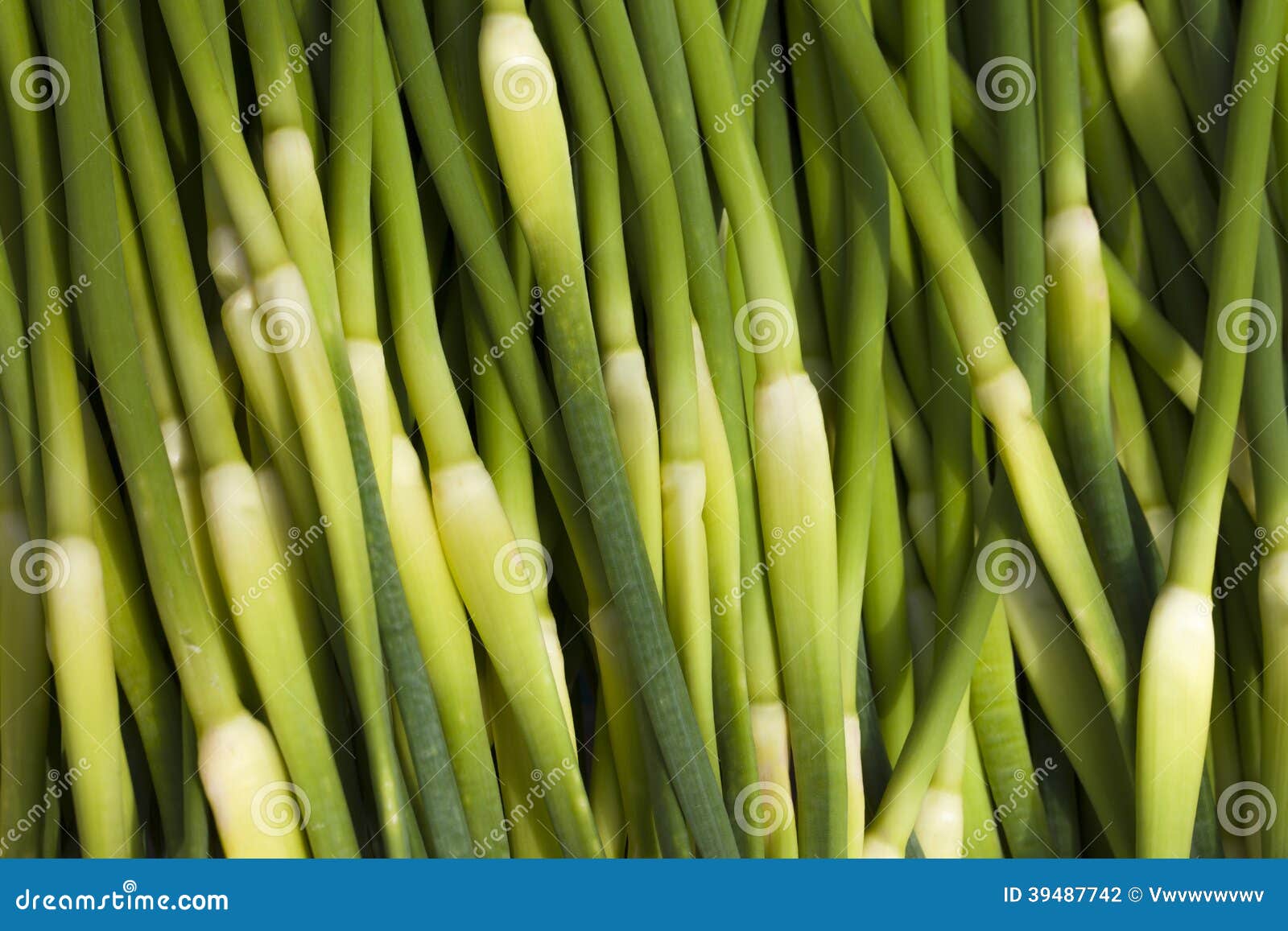 Fresh garlic shoots stock photo. Image of nature, bolt - 39487742