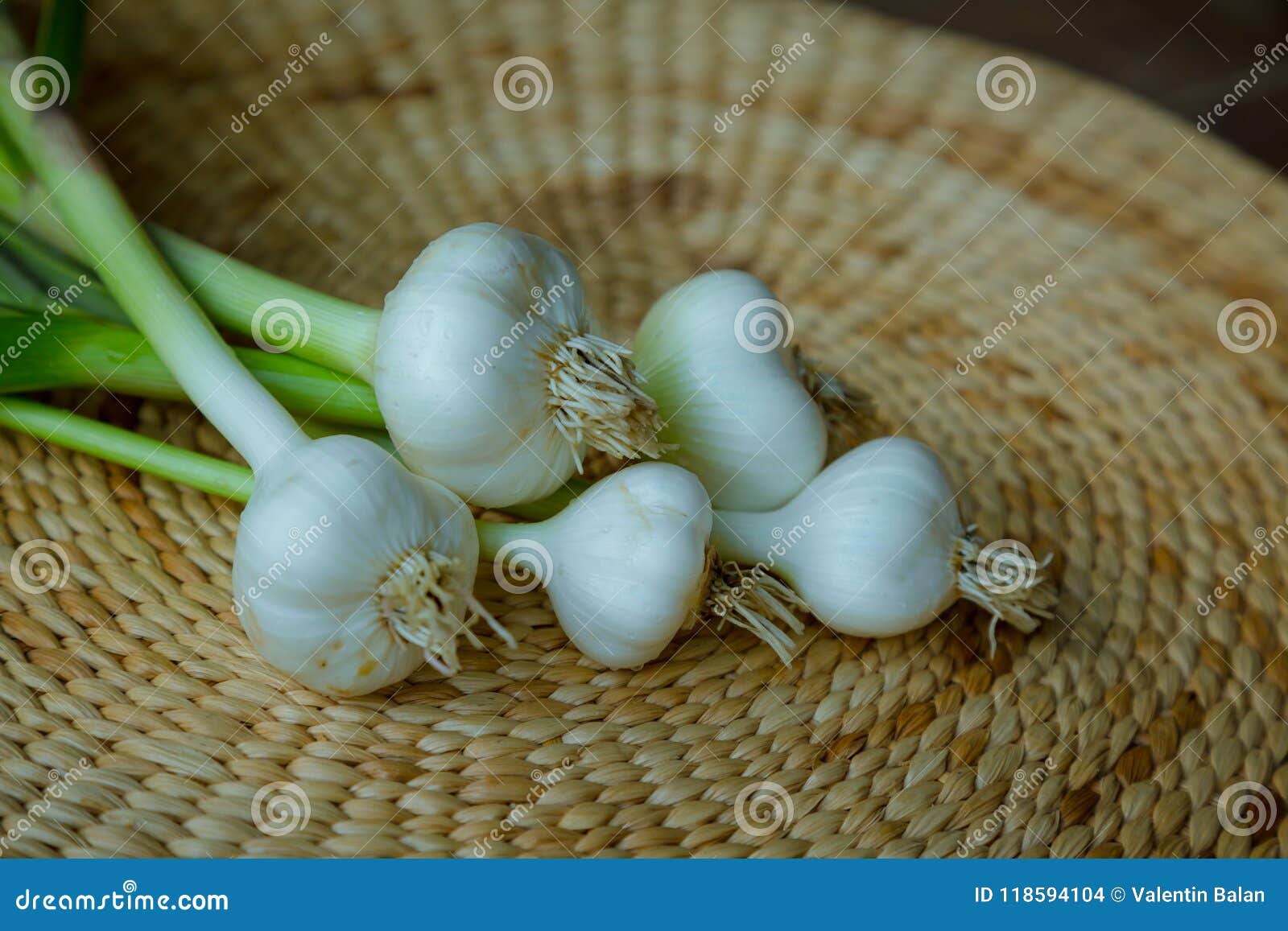 Fresh garlic stock photo. Image of green, natural, closeup - 118594104