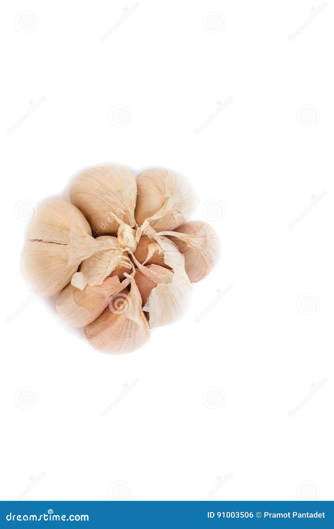 Fresh Garlic Top View on White Background Stock Photo - Image of ...