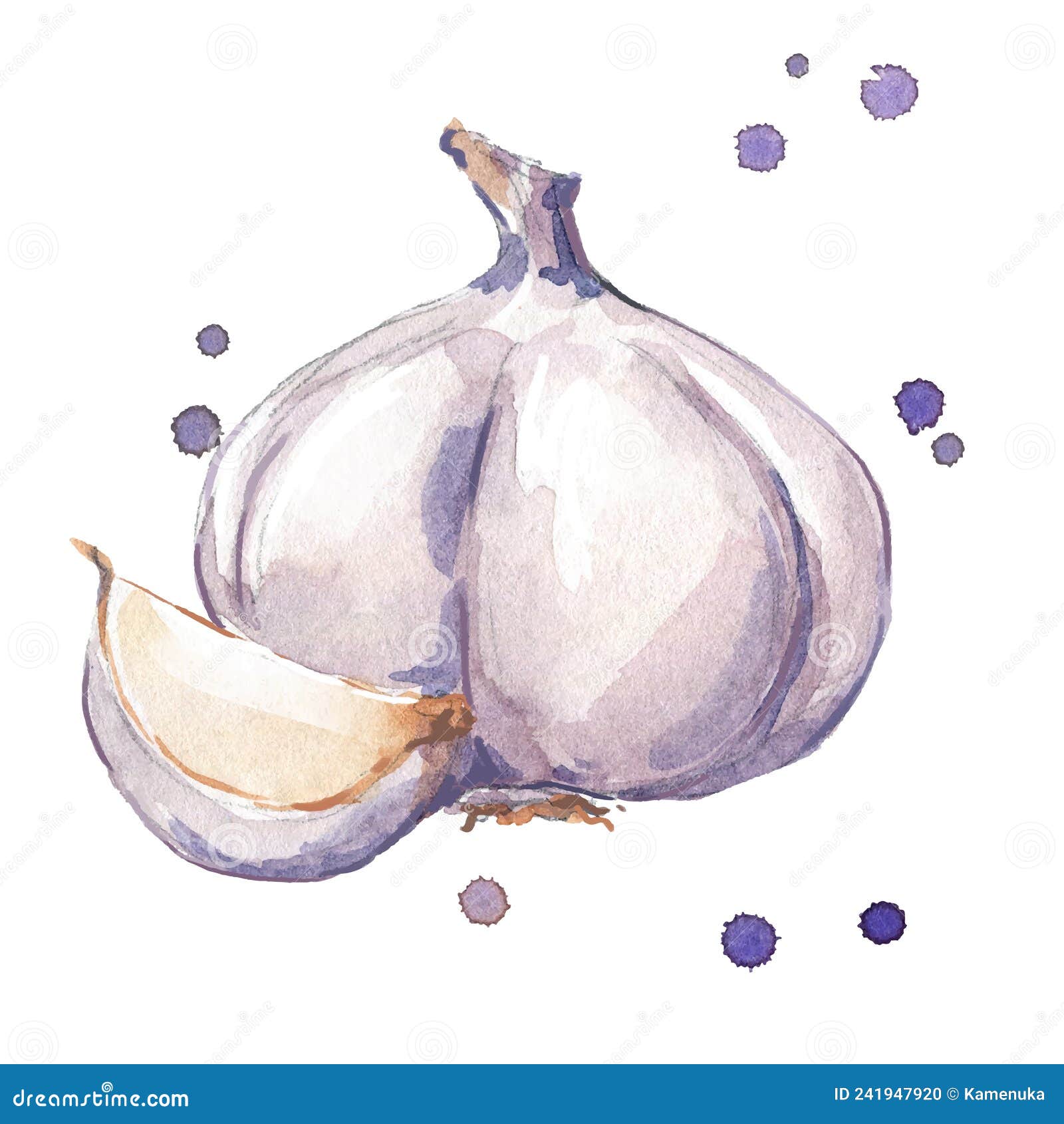 Fresh Garlic Watercolor Painting Stock Vector - Illustration of drawing ...