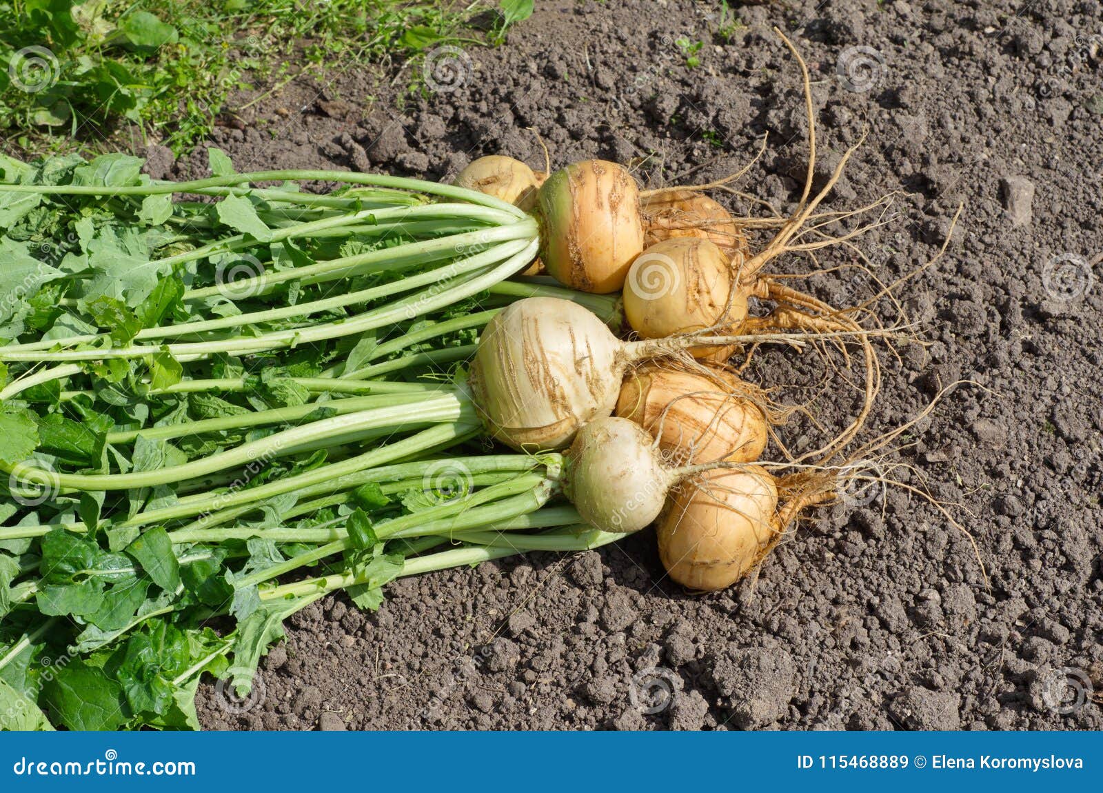 Fresh gathered turnips stock image. Image of soil, season - 115468889