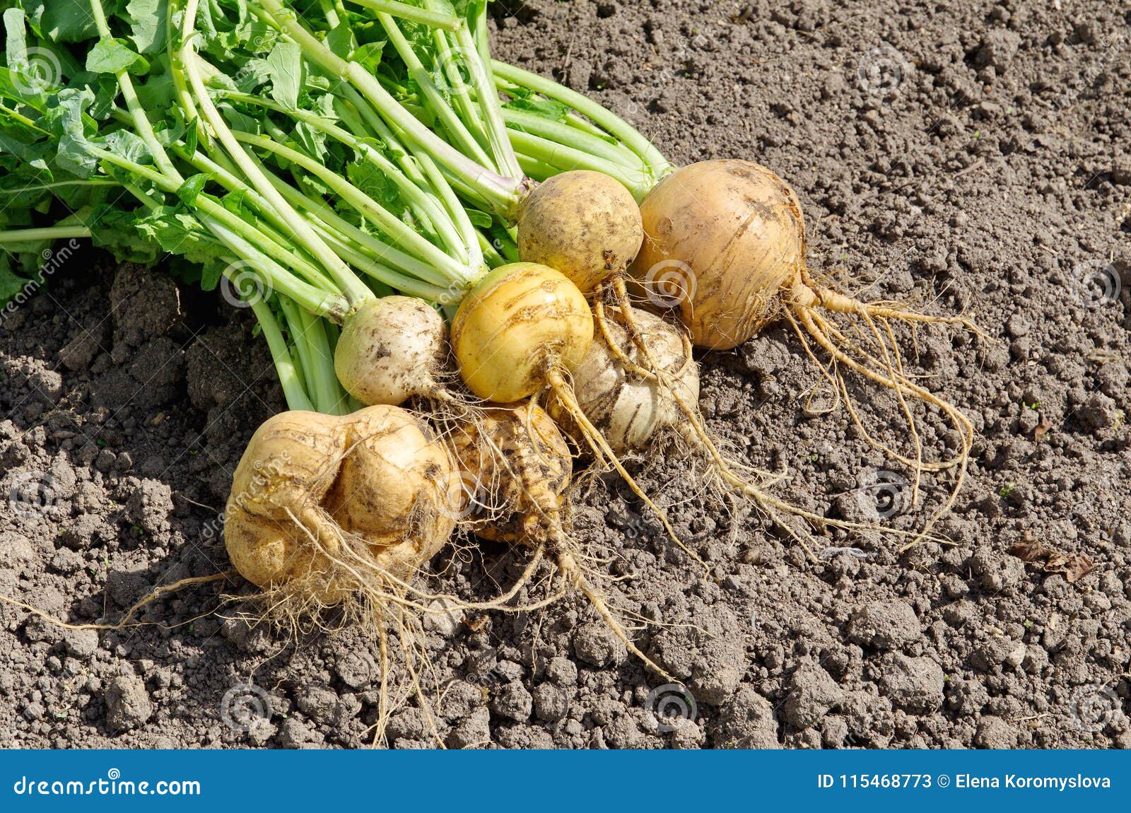 Fresh Turnip Lying on the Ground Stock Image - Image of food, land ...