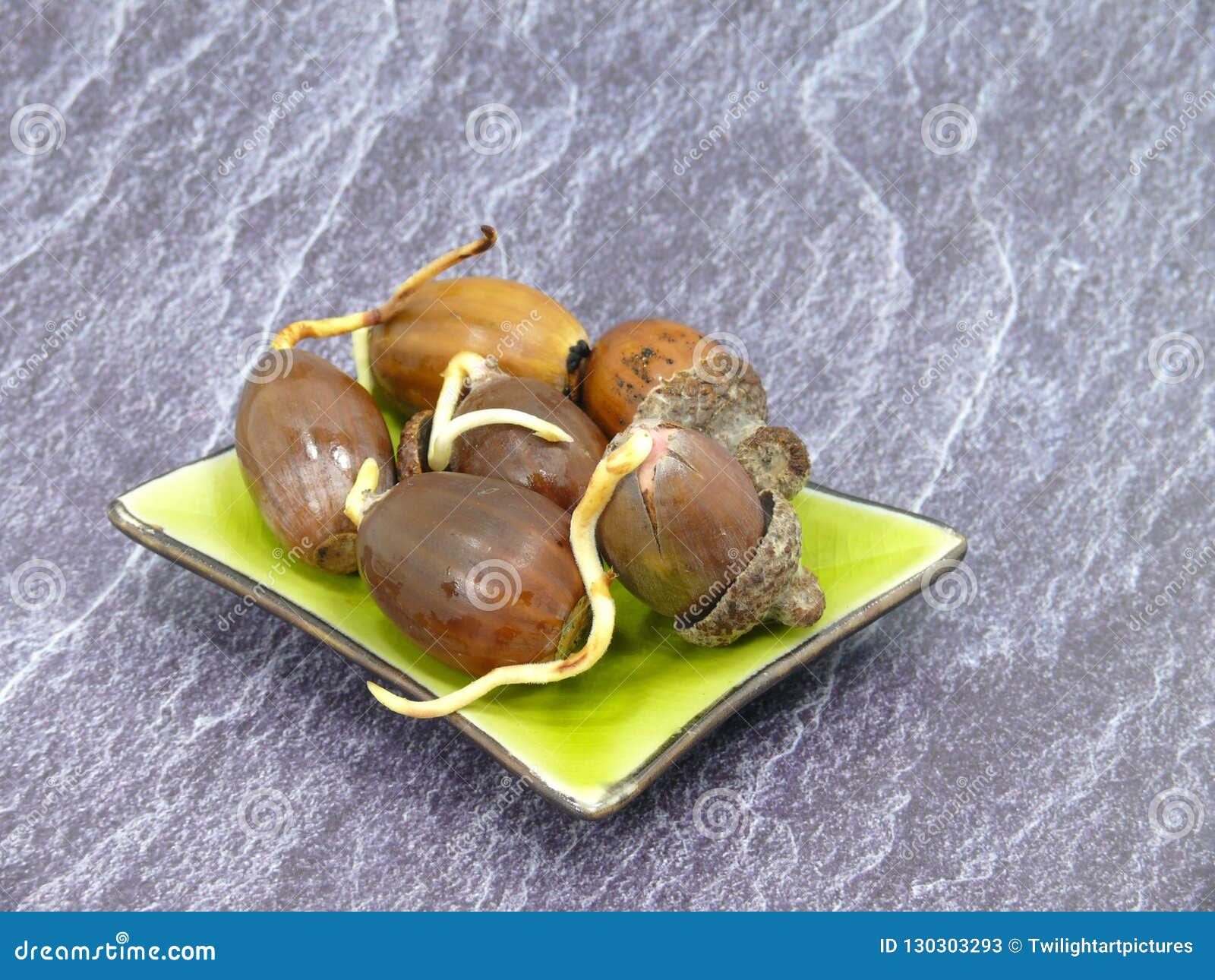 Fresh Germinating Acorns are Said To Become an Oak Stock Image - Image ...
