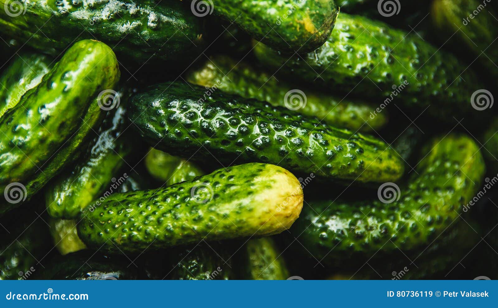 Fresh gherkins stock image. Image of gourmet, fresh, health - 80736119