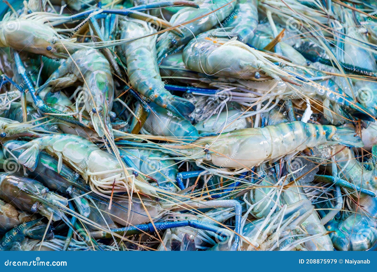 Giant Malaysian Shield Praying Mantis Stock Photography | CartoonDealer ...