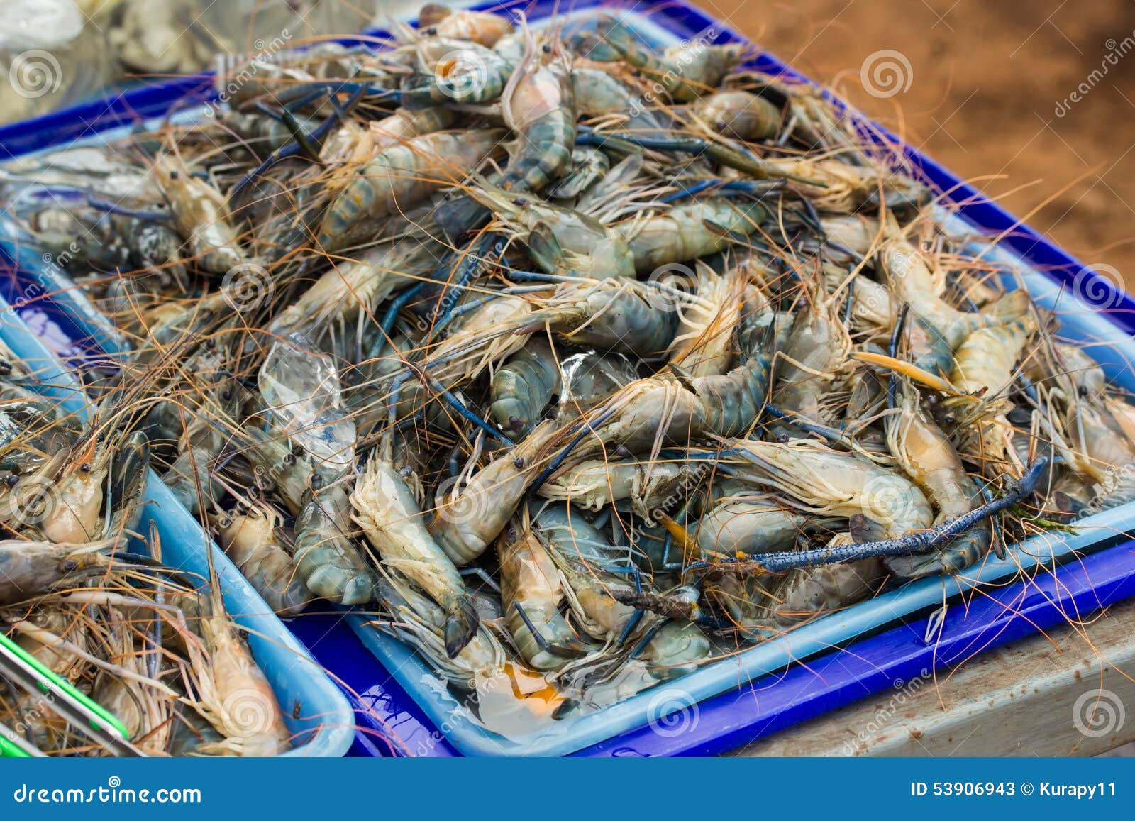 Fresh Giant Prawn are on Sale in the Bazaar Stock Image - Image of ...
