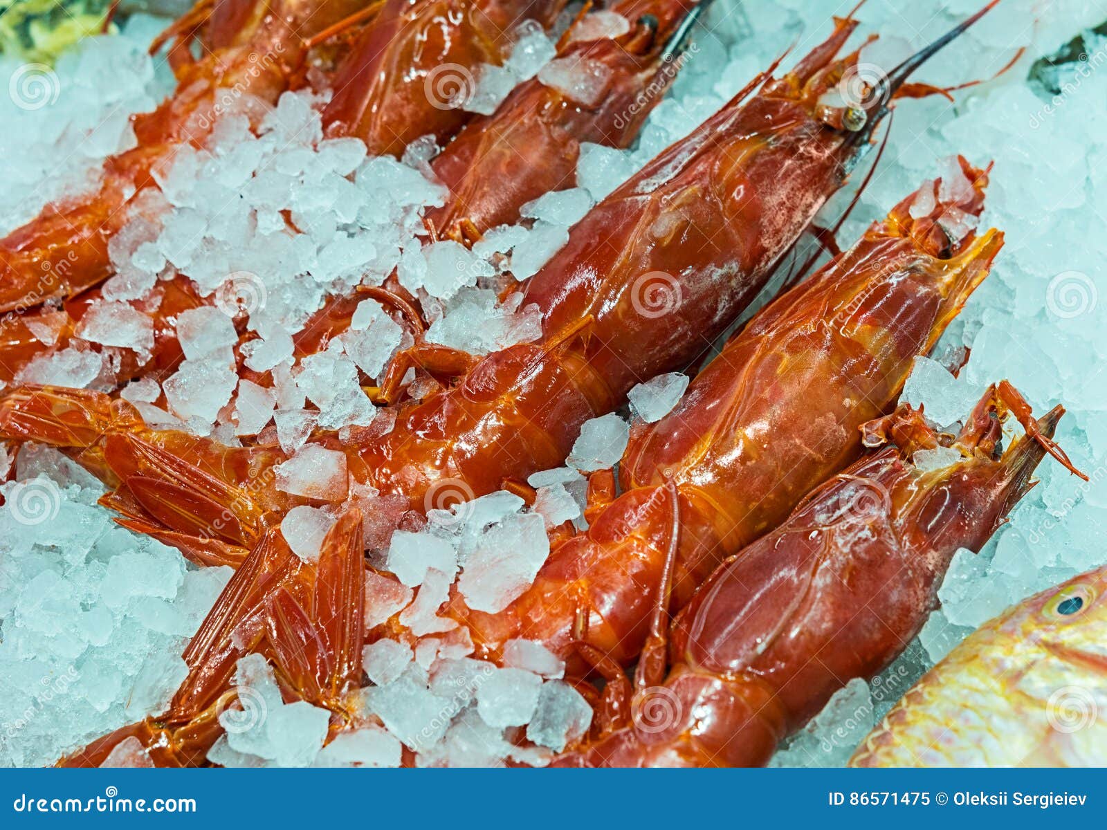 Fresh giant prawns on Ice stock image. Image of omega - 86571475