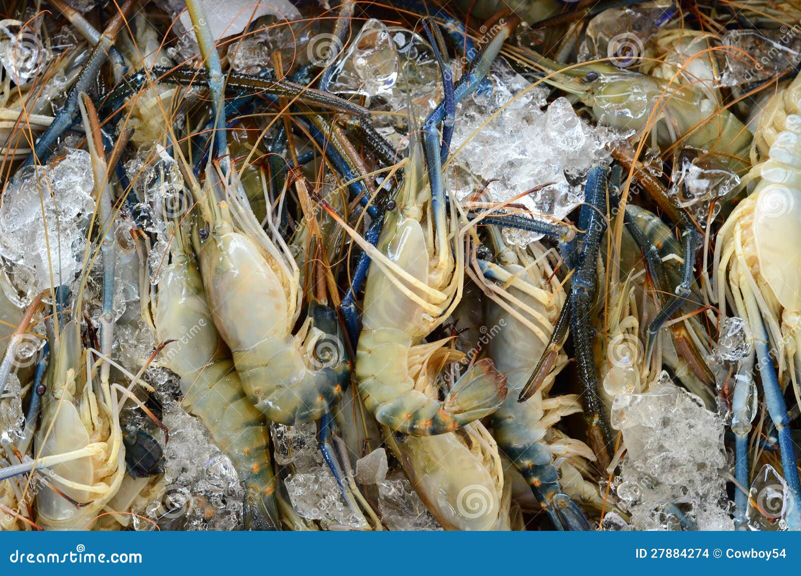 Fresh Giant river Prawn stock photo. Image of river, market - 27884274