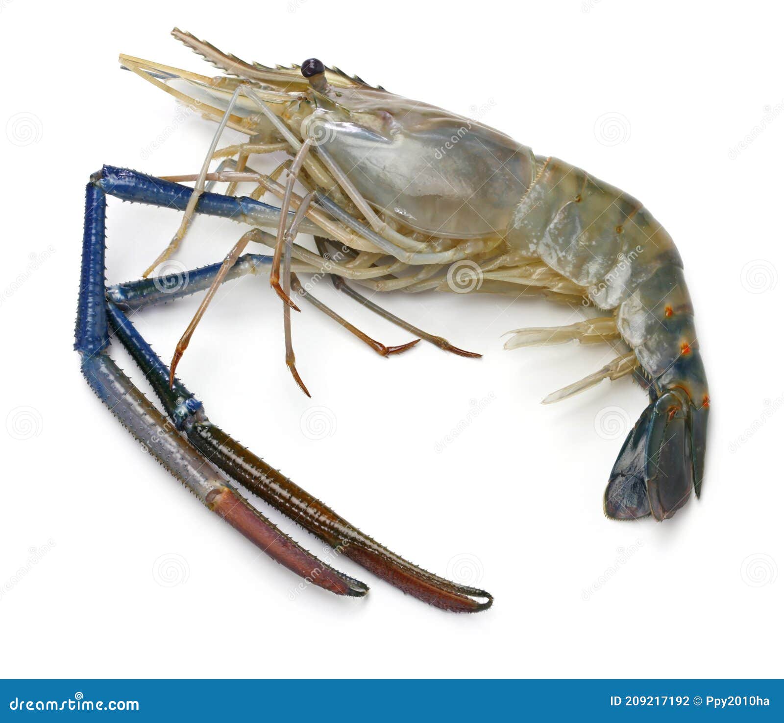 Fresh Giant River Prawn (Macrobrachium Rosenbergii) Royalty-Free Stock ...