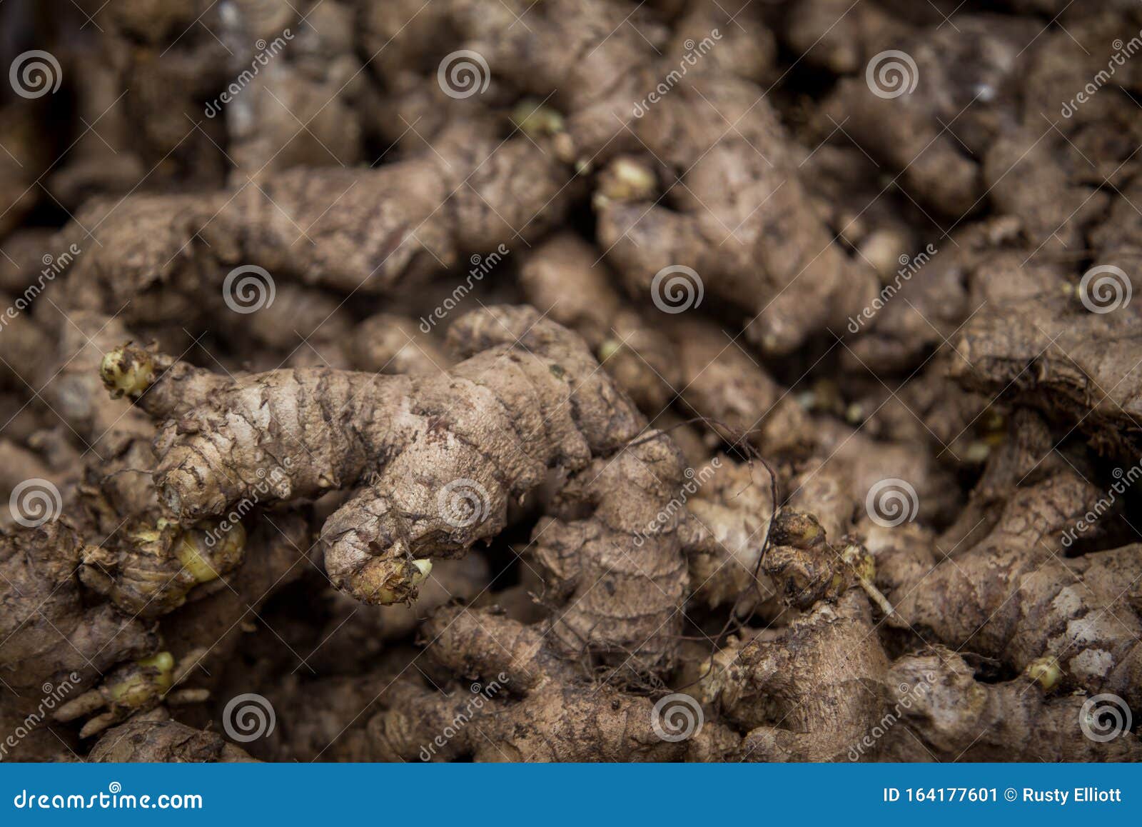 Fresh ginger root in Peru stock image. Image of spice - 164177601