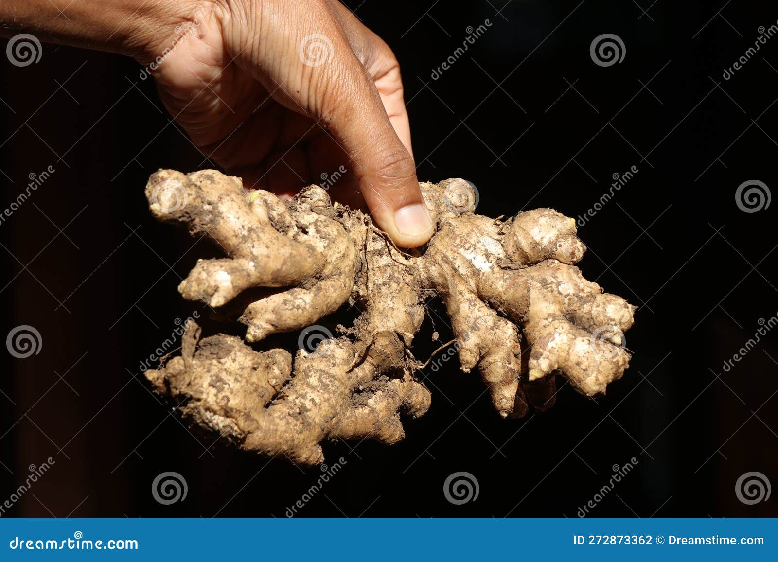 Fresh Ginger Harvested from Ginger Fields Held in Hand on a Natural ...