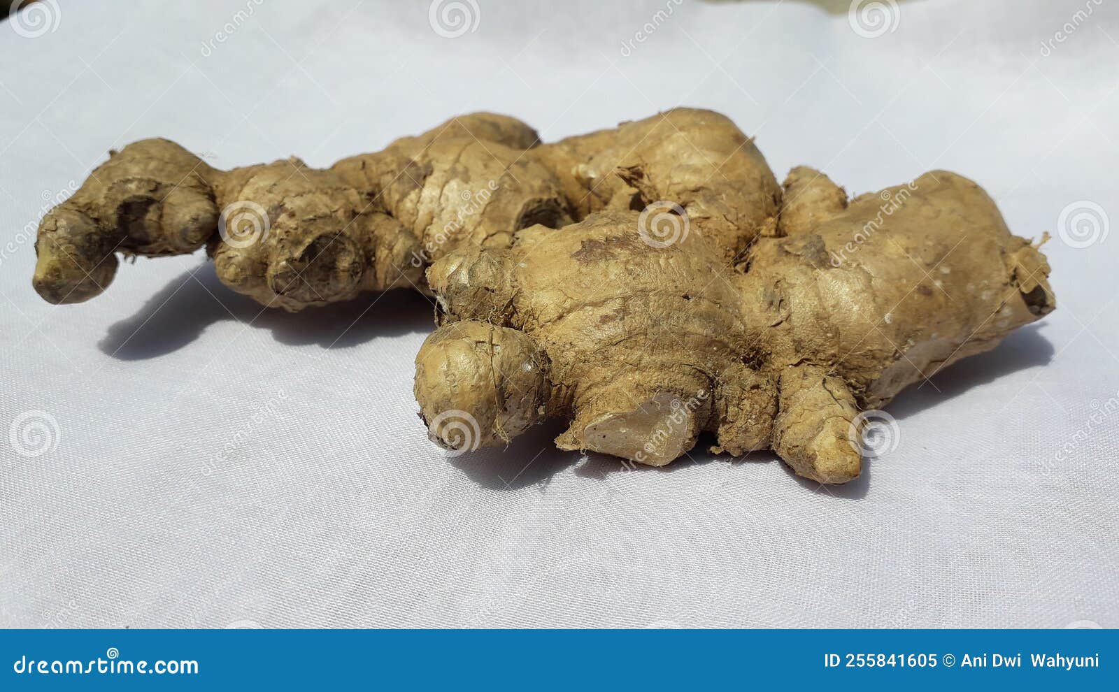 Fresh Ginger or Jahe in Indonesian Isolated on White Background Stock ...