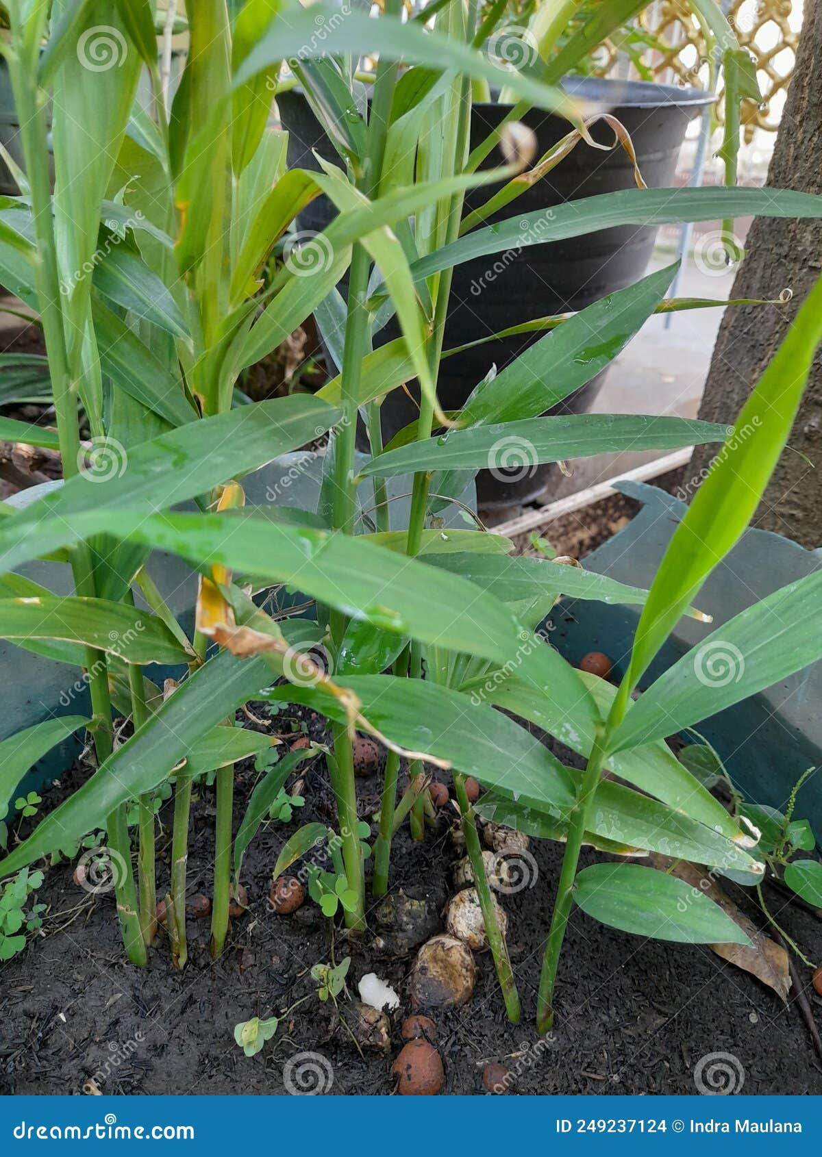Fresh ginger plant in pot stock photo. Image of tubers - 249237124