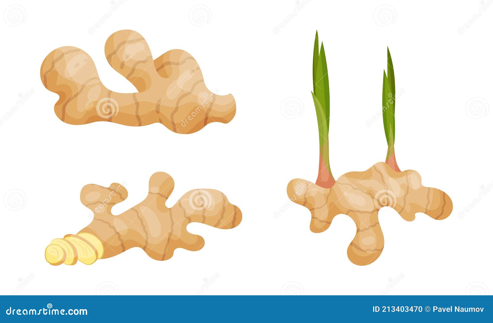 Vegetative Reproduction Of Ginger