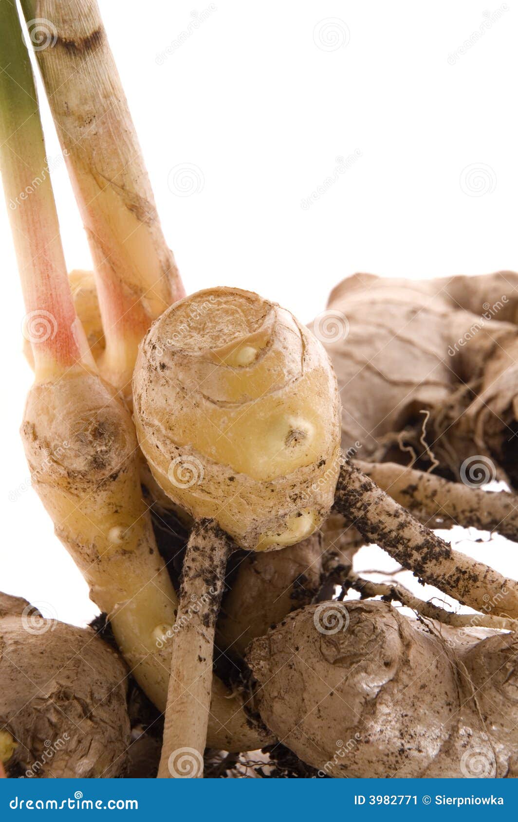 Fresh ginger root. plant stock image. Image of cook, health - 3982771