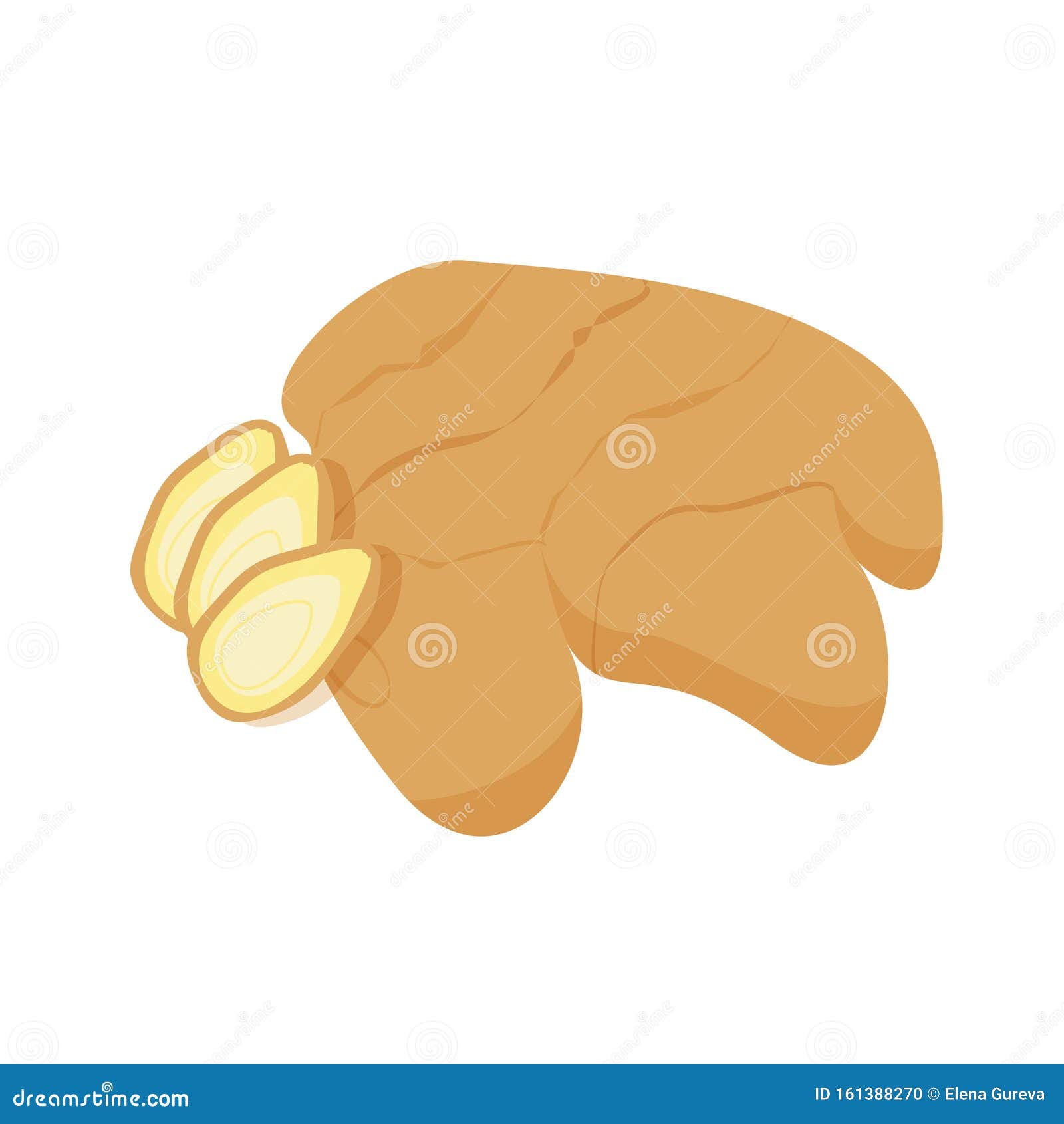 Fresh Ginger Root on White Background. Vector Illustration. Stock ...