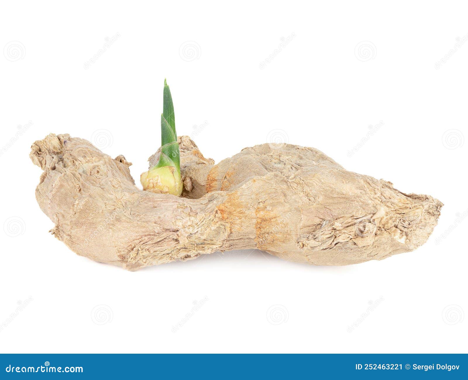 Fresh Ginger Root with Young Green Sprout on White Background. Stock ...