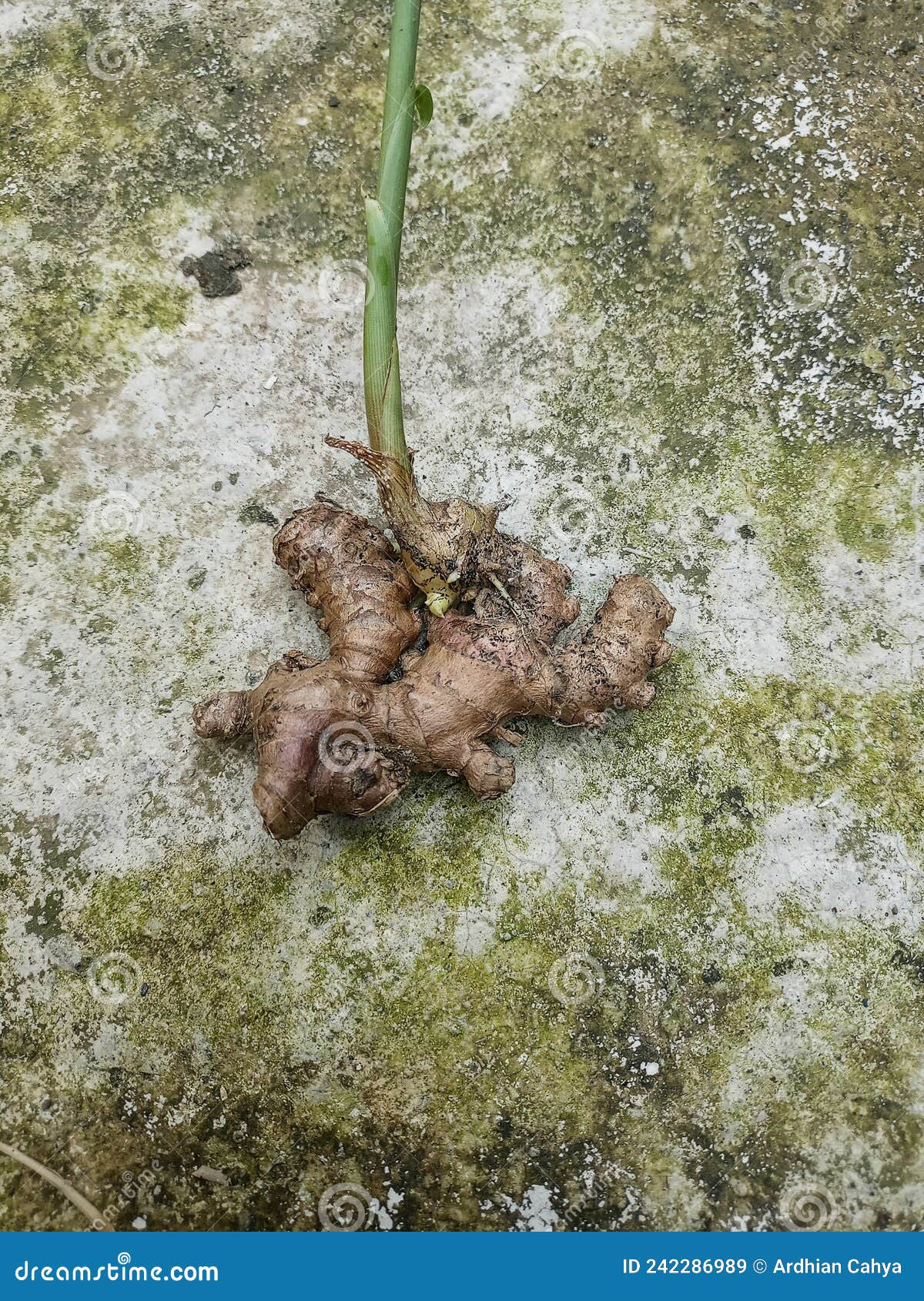 Fresh Ginger sprout stock image. Image of woodland, leaf - 242286989