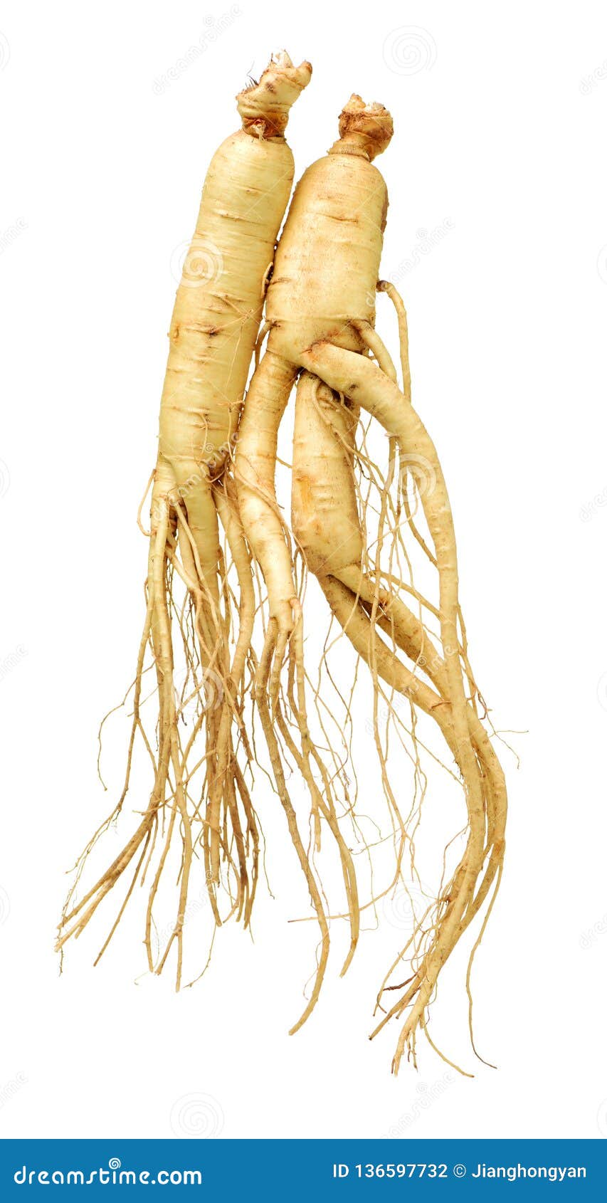 Fresh Ginseng stock photo. Image of background, isolated - 136597732