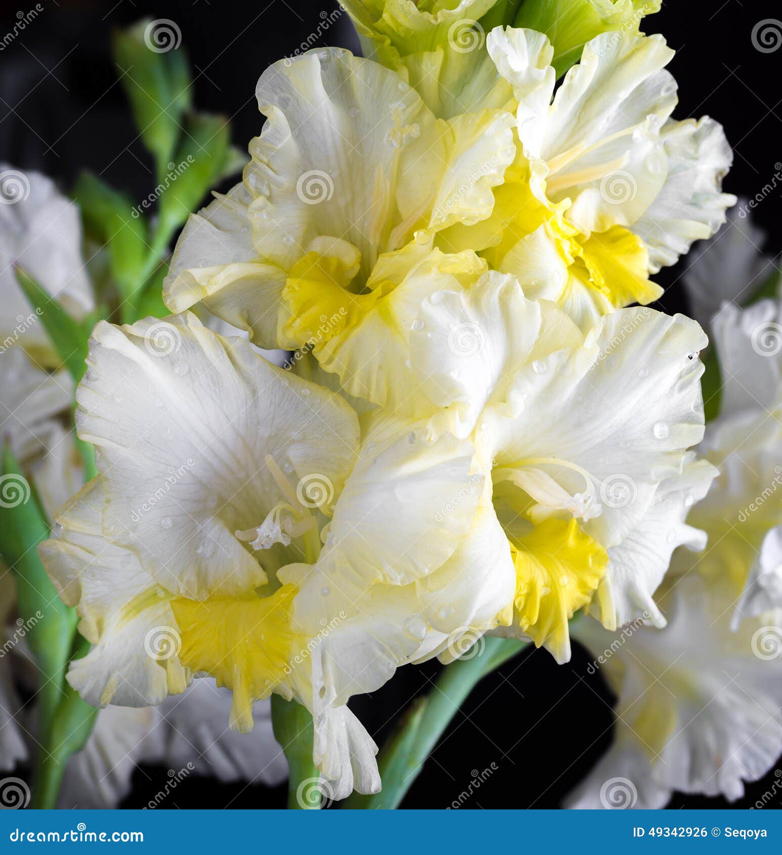 Fresh gladiolus stock photo. Image of petal, plant, blossom - 49342926