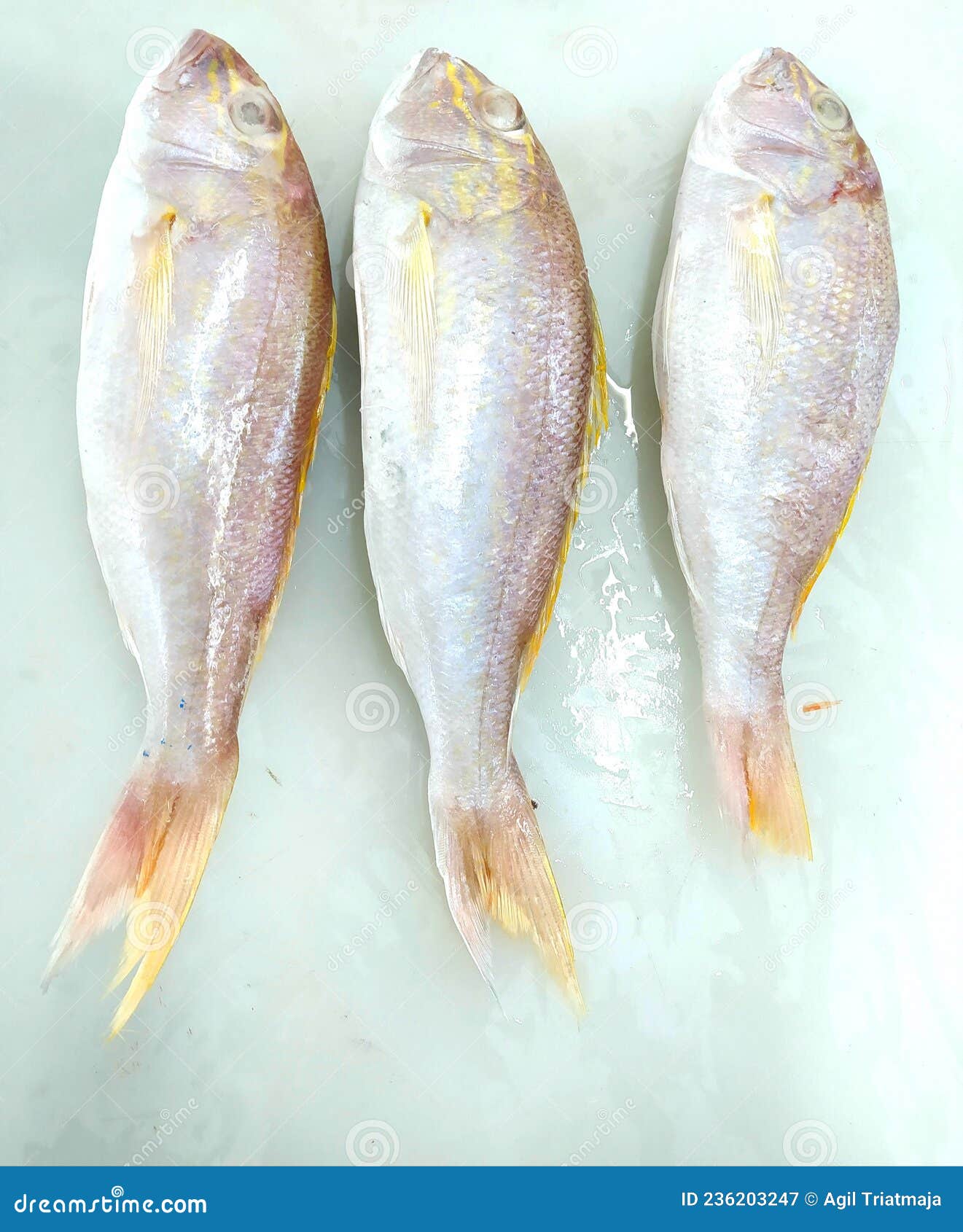Fresh Gold Band Snapper Fish Stock Image - Image of organ, amphibian ...