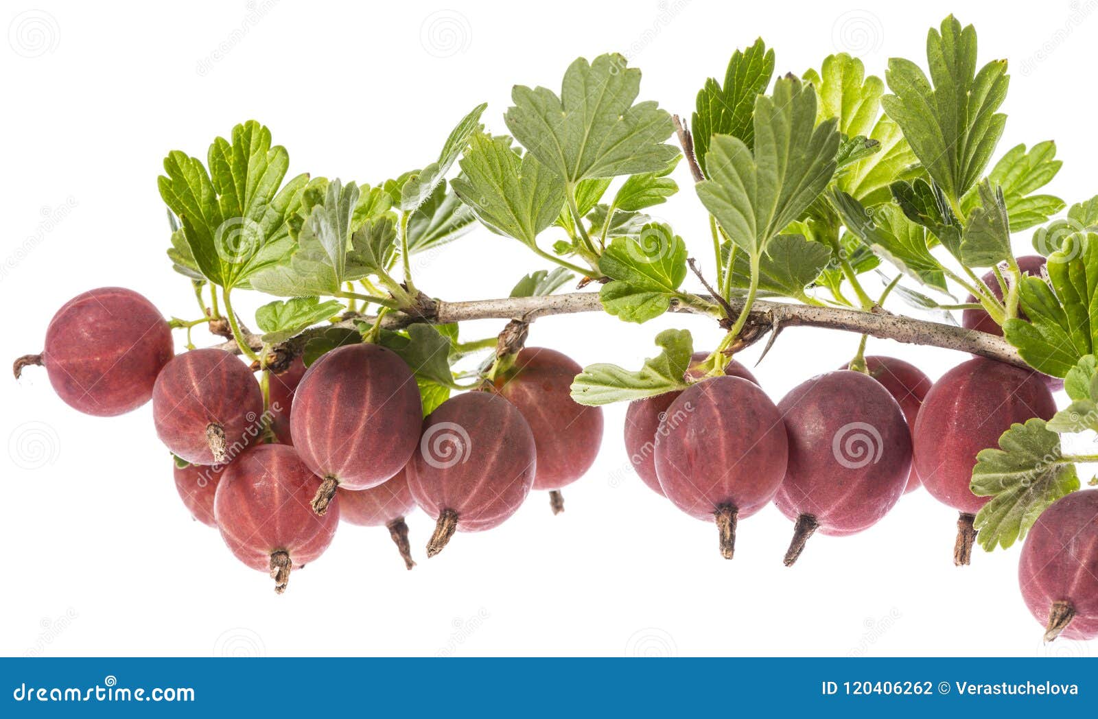 Fresh Gooseberries Close Up Stock Photo - Image of background, white ...