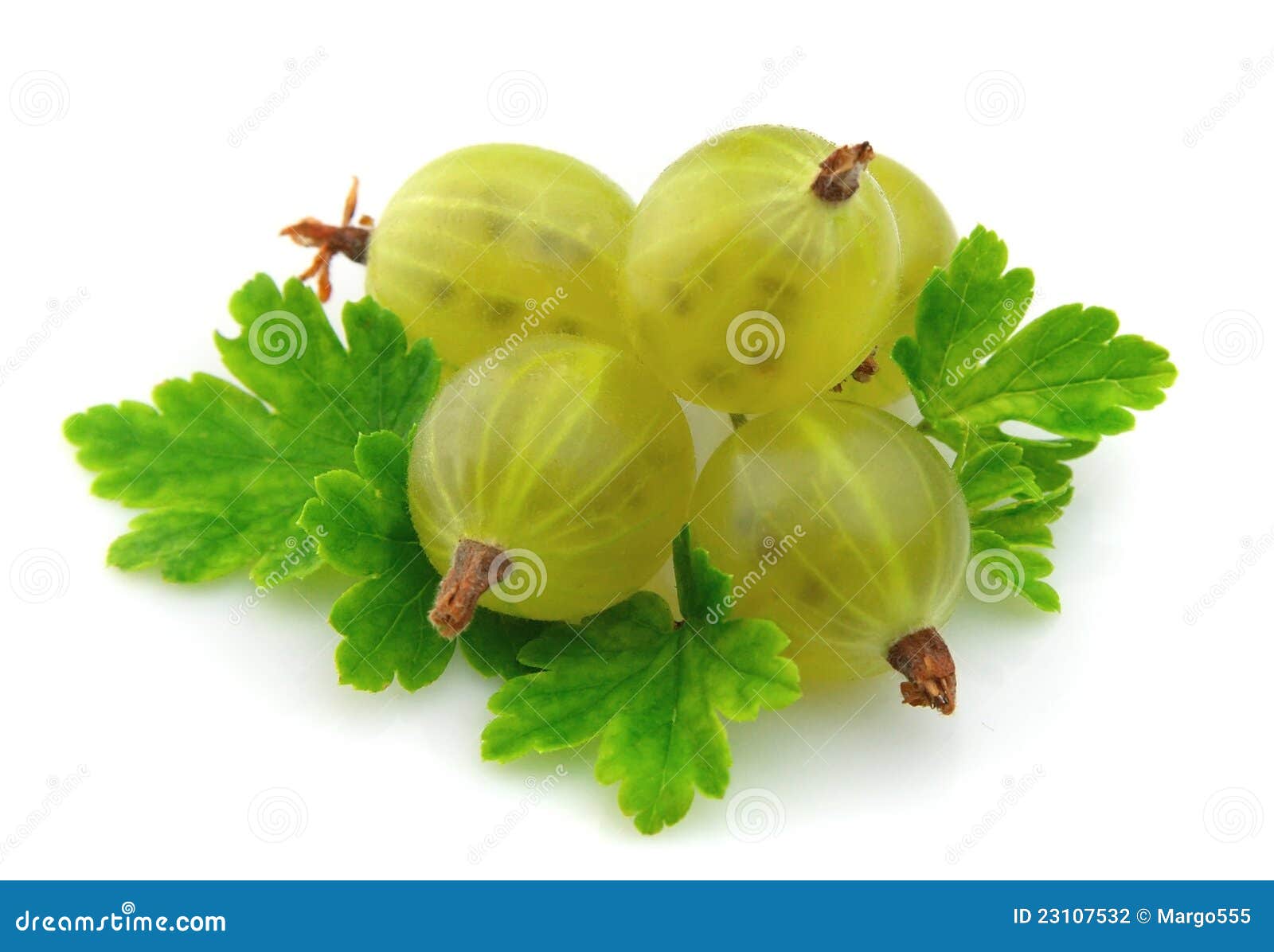 Fresh gooseberry stock photo. Image of nature, juicy - 23107532