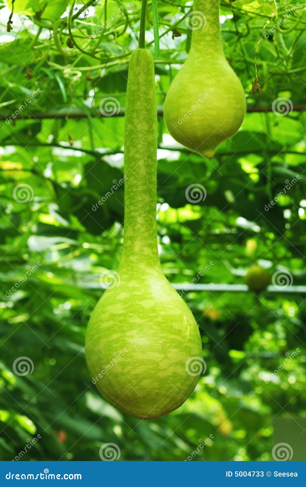 Fresh gourd stock image. Image of diet, vegetables, healthy - 5004733