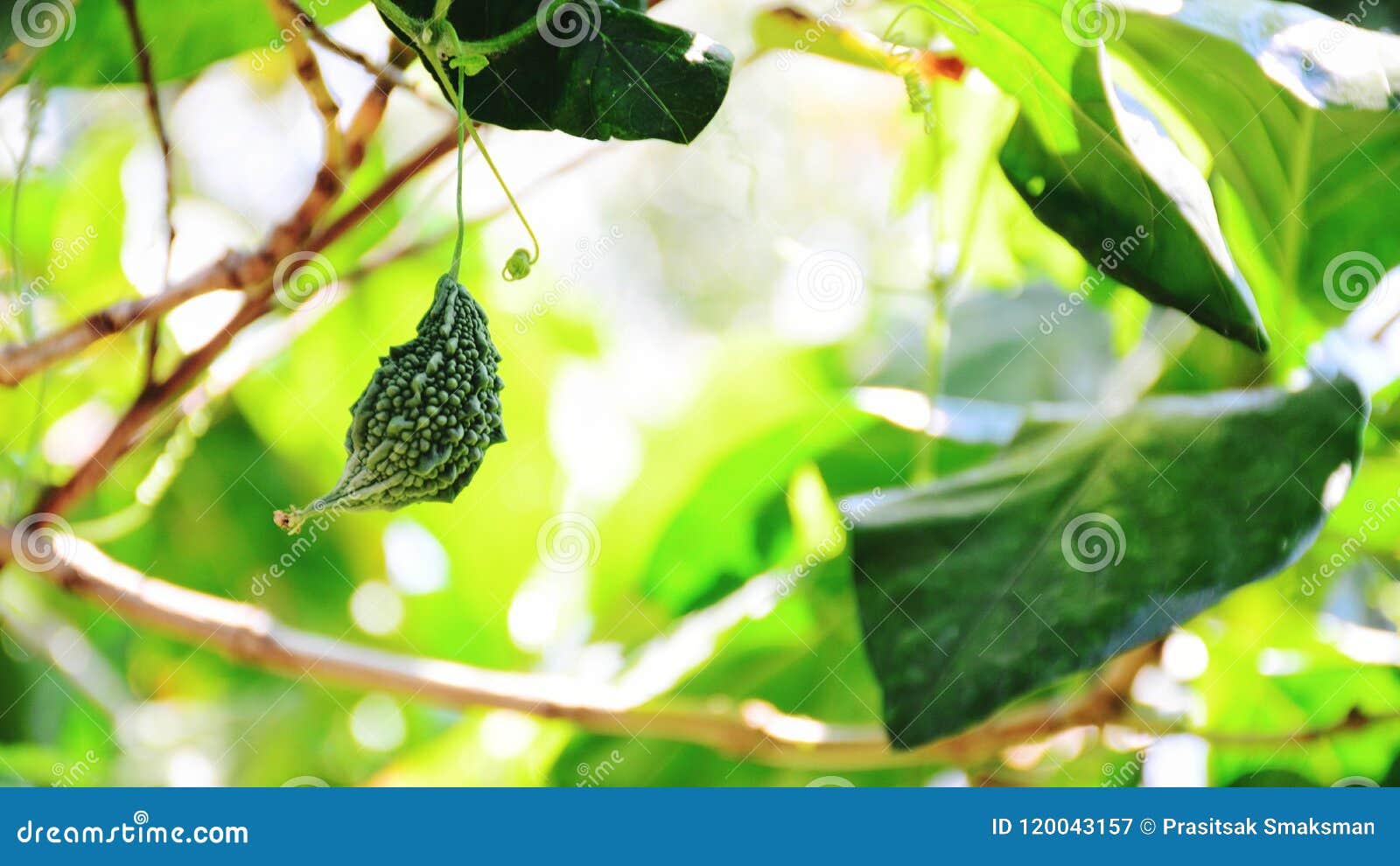 Fresh Ivy Gourd Harvest: A Nutrient-Rich Vegetable Ivy Gourd Plant ...