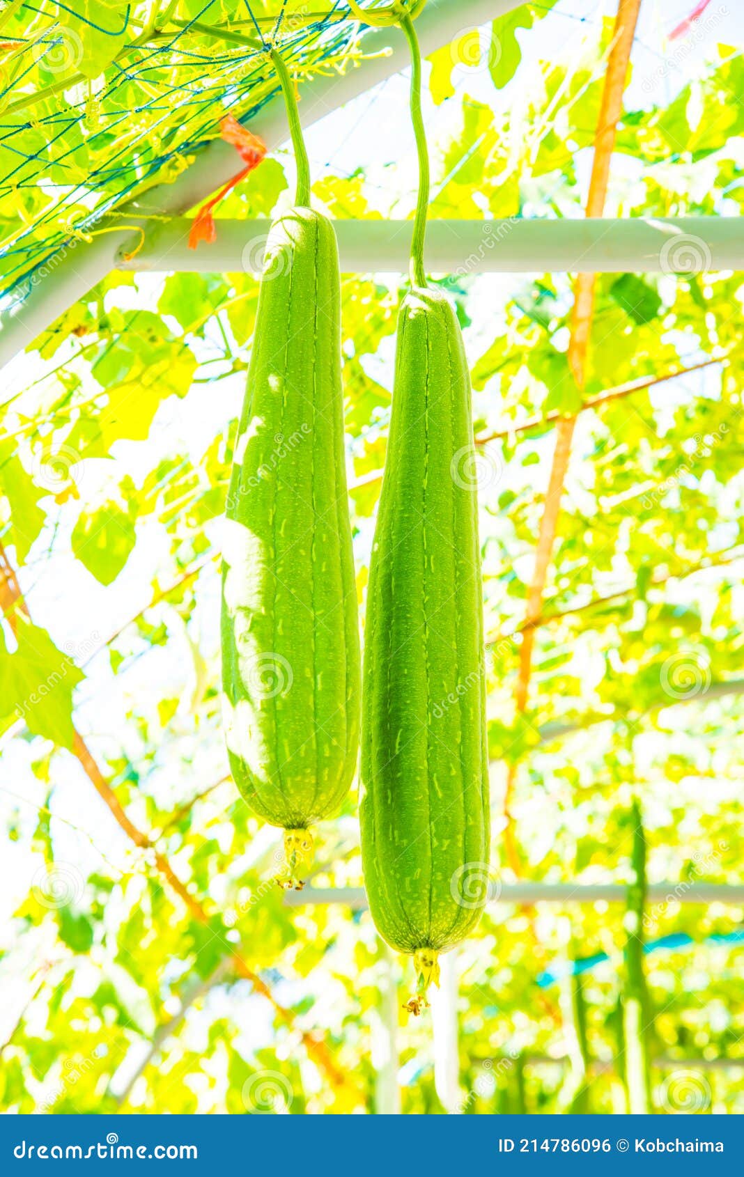Fresh gourd on tree stock photo. Image of garden, diet - 214786096