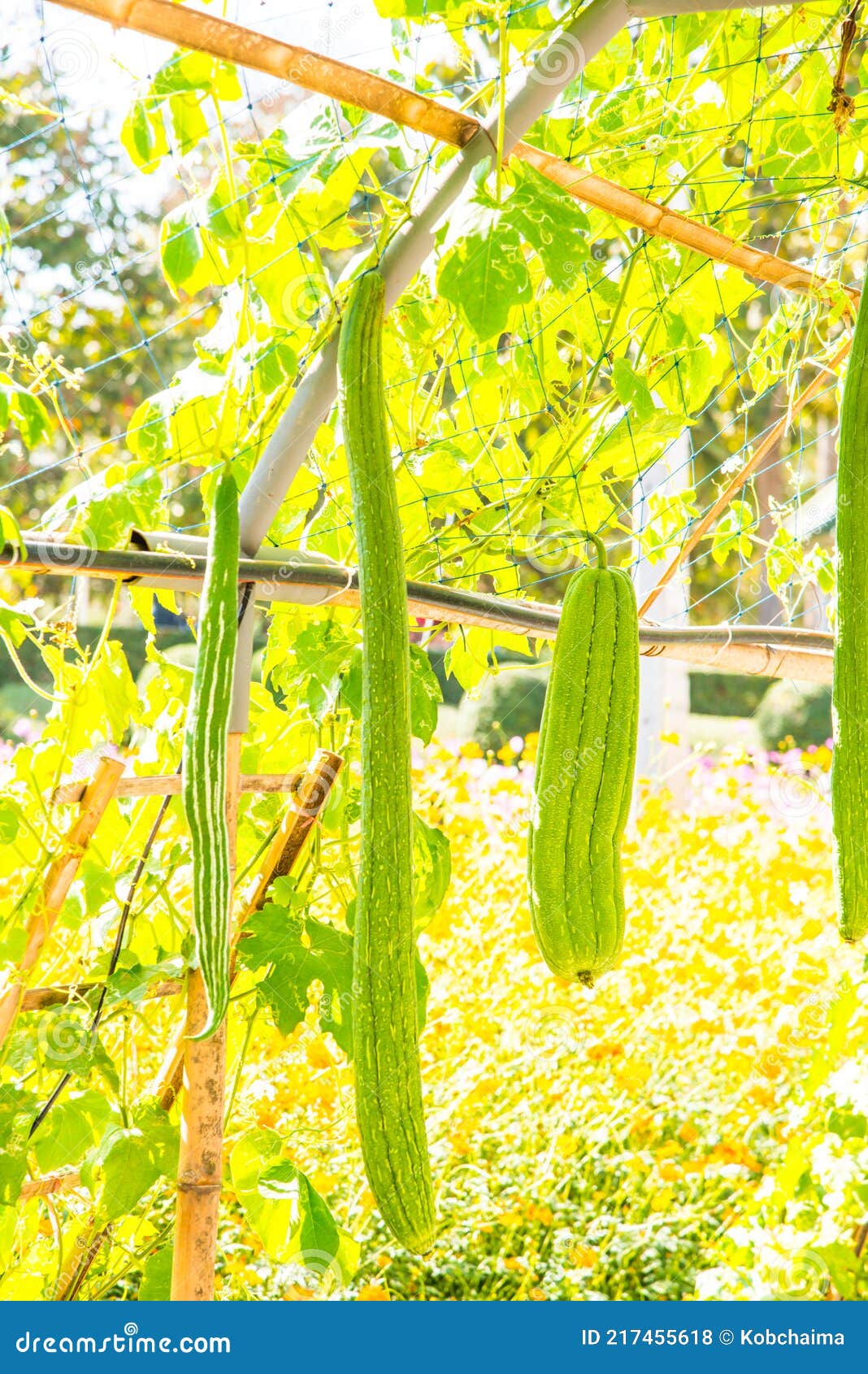 Fresh gourd on tree stock photo. Image of fresh, gourd - 217455618