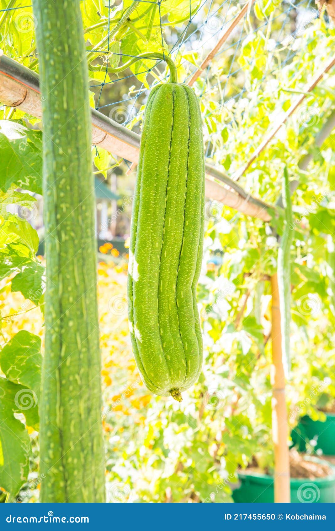 Fresh gourd on tree stock photo. Image of organic, leaf - 217455650