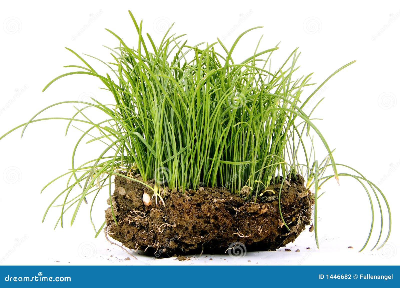 Fresh grain stock photo. Image of white, cereal, organic - 1446682