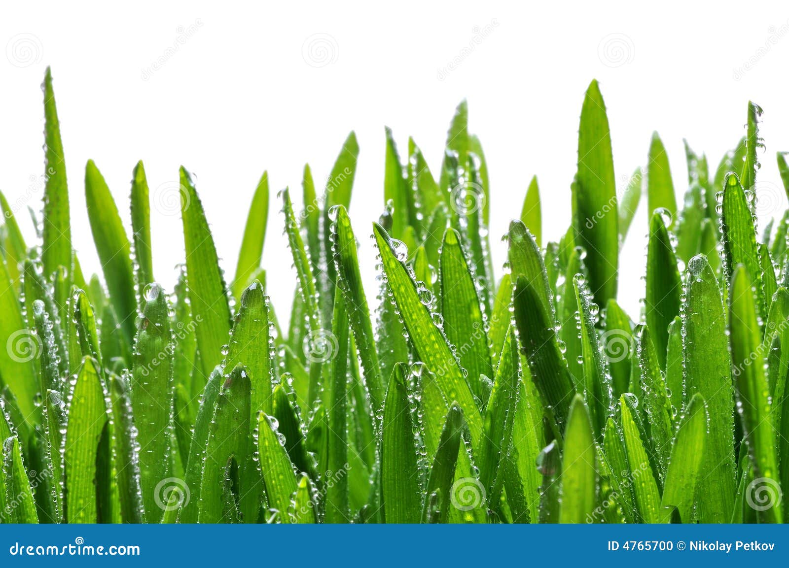 Fresh grain stock photo. Image of field, organic, green - 4765700