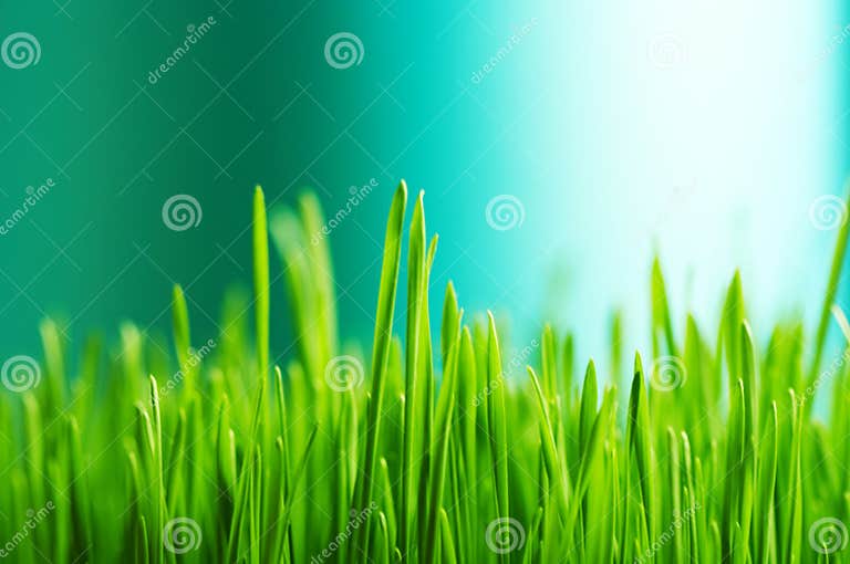 Fresh grain stock photo. Image of greengrass, grow, organic - 501718