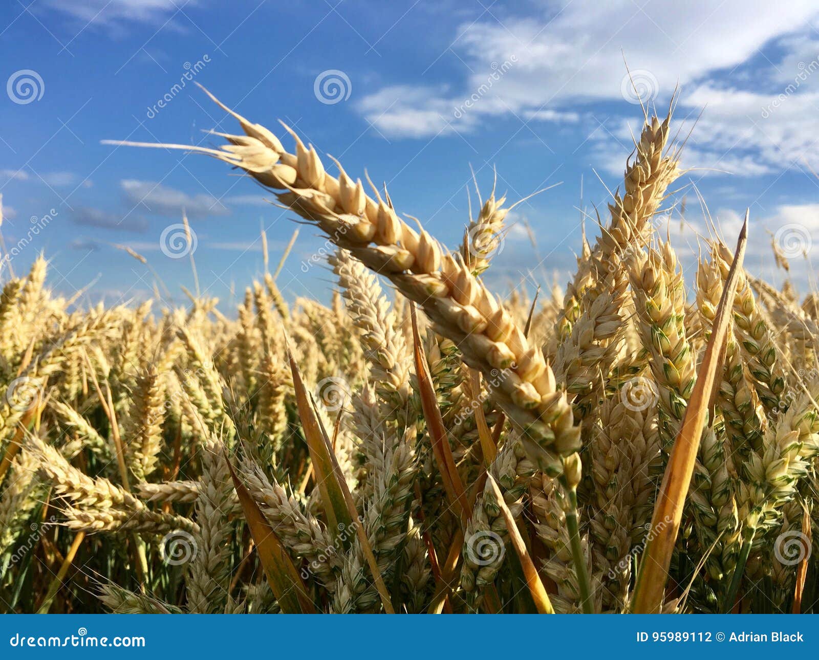Fresh grain on the field. stock photo. Image of farm - 95989112