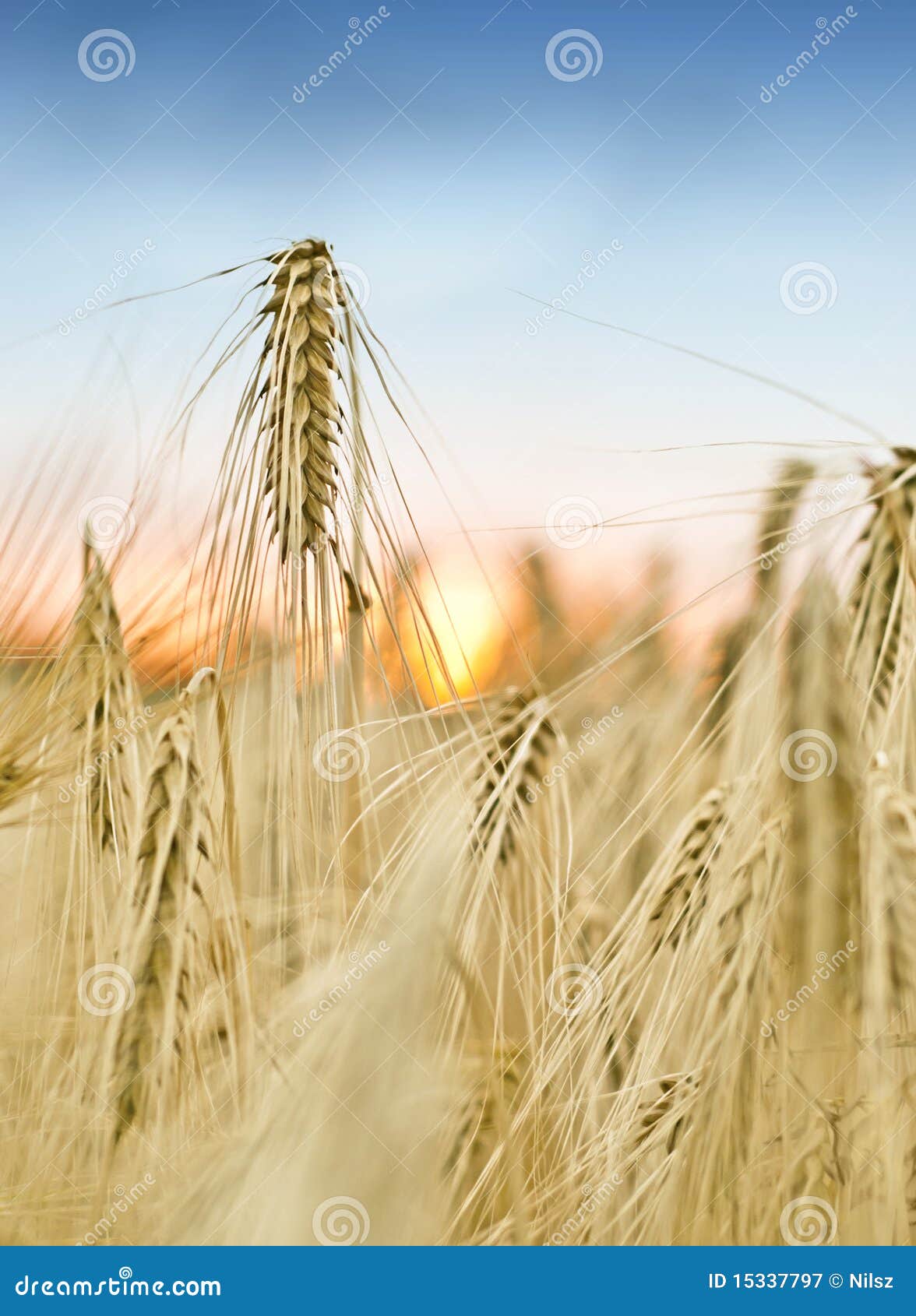 Fresh Grain Field with Sunset Stock Image - Image of season, ripe: 15337797