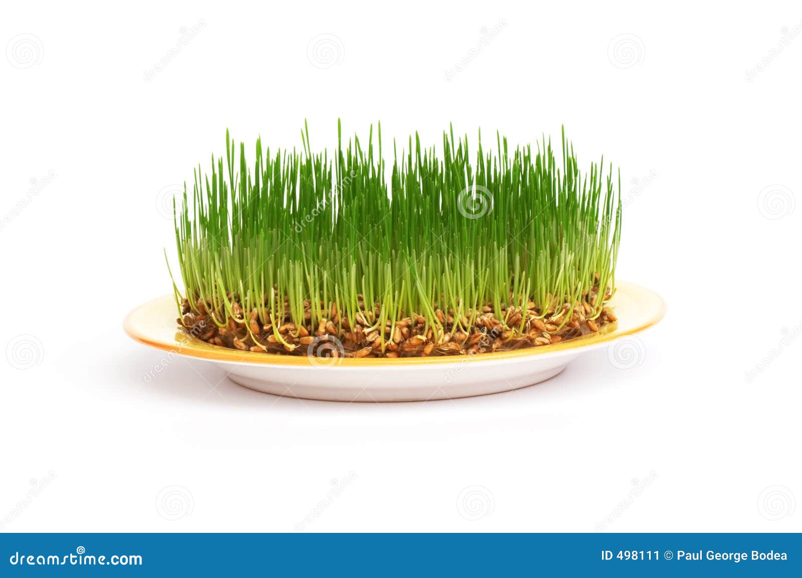 Fresh grain on a plate stock image. Image of spring, wheat - 498111