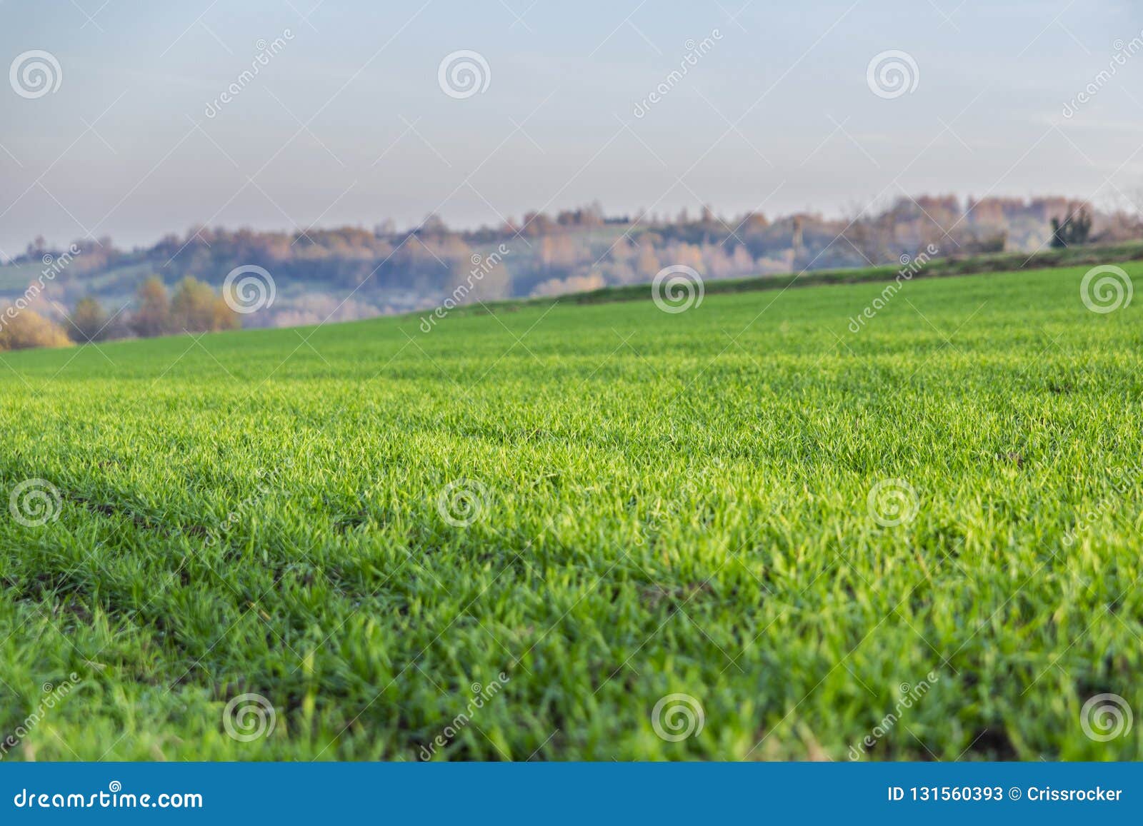 Fresh Grain Raising from the Ground Stock Image - Image of growing ...