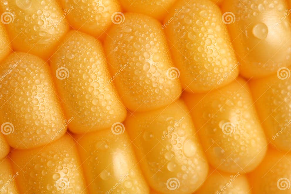 Fresh Grains of Corn and Drops Stock Photo - Image of health, crop: 3427276