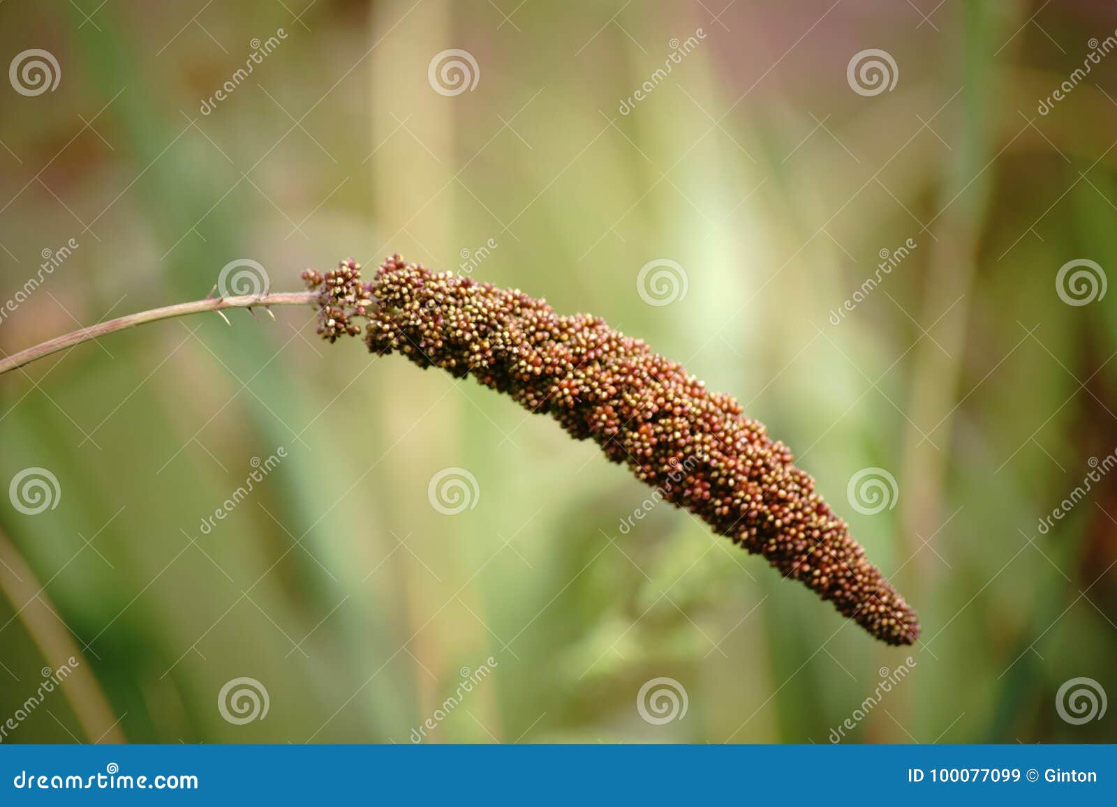 Fruit millet stock image. Image of halm, fruit, millet - 100077099