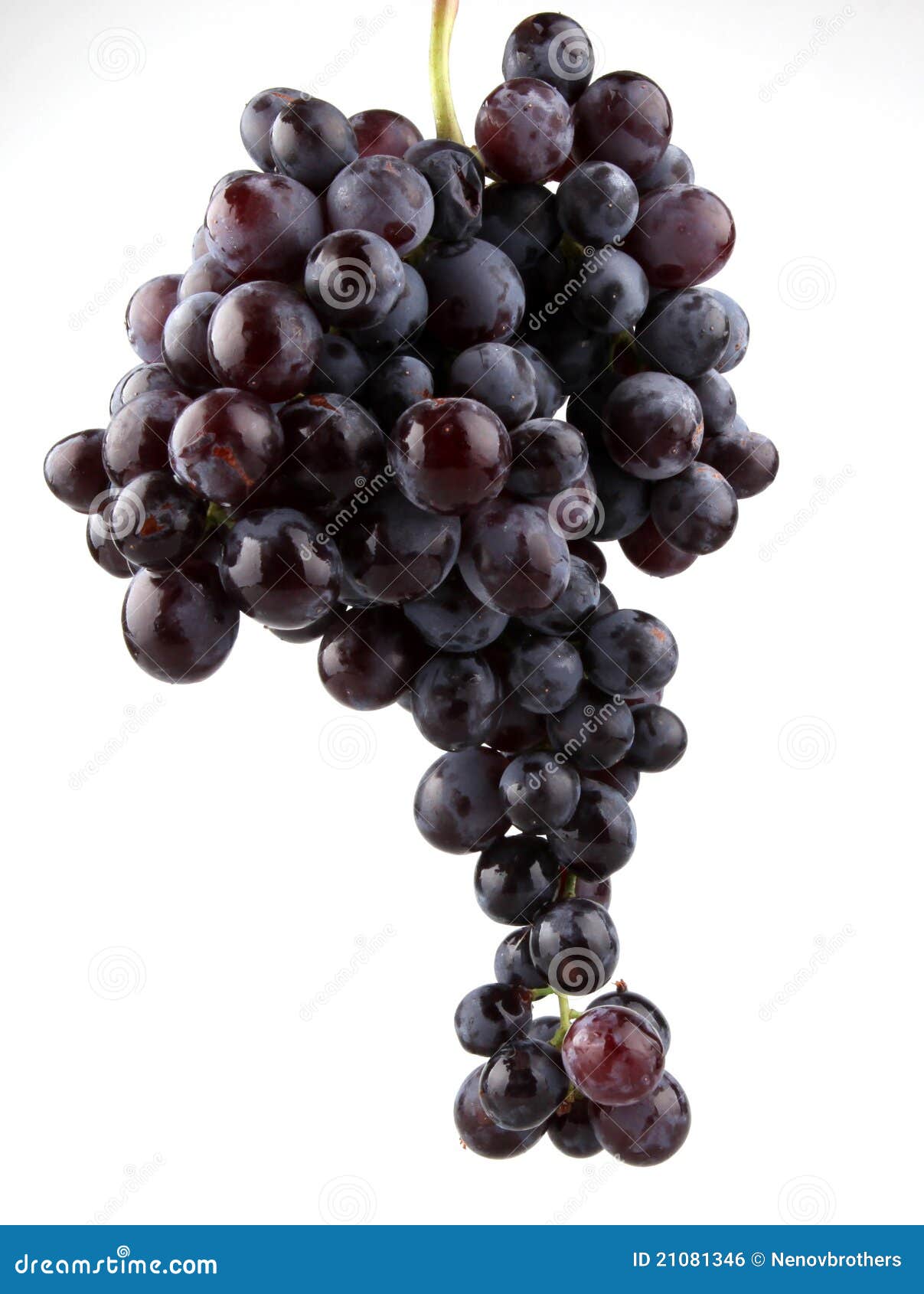 Fresh grape stock photo. Image of plant, making, grape - 21081346