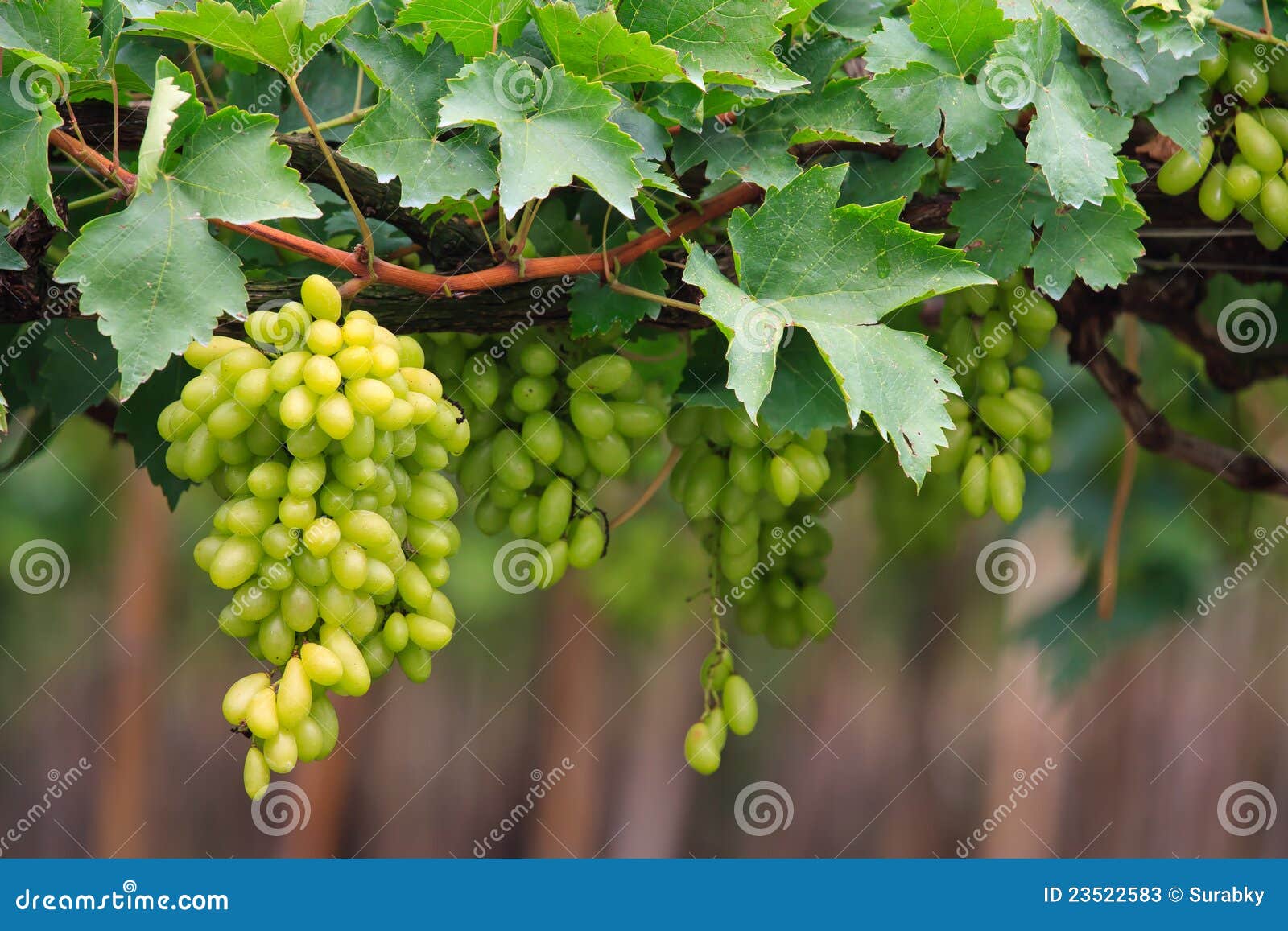 Fresh grape stock image. Image of organic, sweet, harvest - 23522583